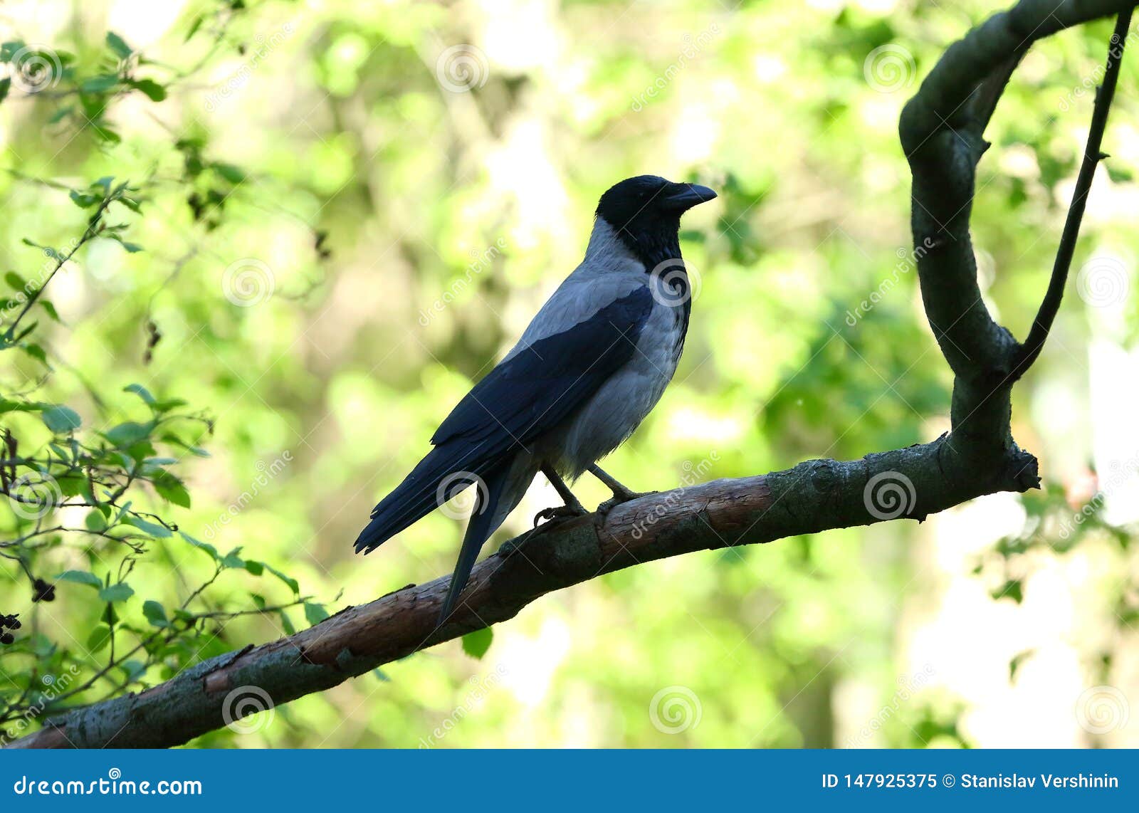 Crow on a Tree Branch among Spring Green Sprouts Stock Image - Image of ...