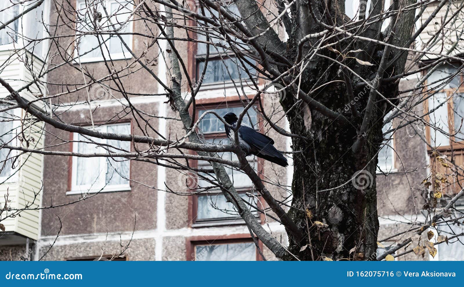 Crow on Branch on Windows Background Close Up Stock Photo - Image of ...