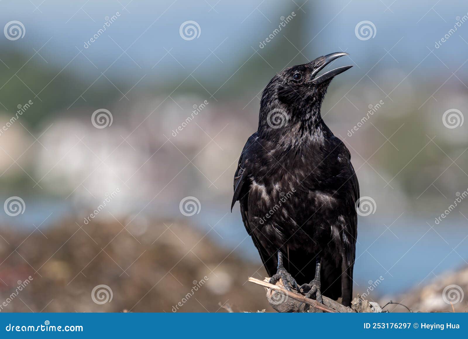 Crow on Tree. Carrion Crow Perching on Tree Branch Stock Image - Image ...
