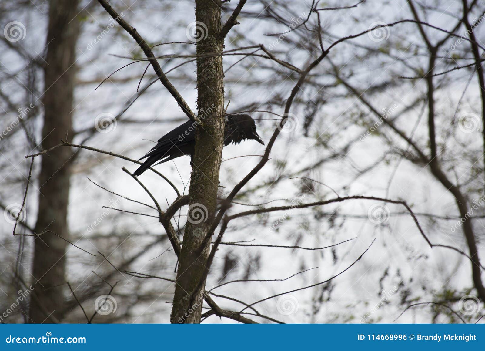 Crow in a Tree stock photo. Image of alone, feathers - 114668996
