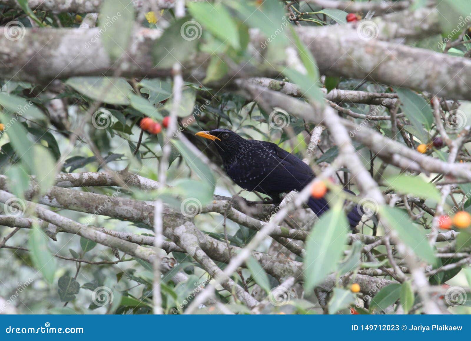 A crow on the tree stock image. Image of branch, natural - 149712023