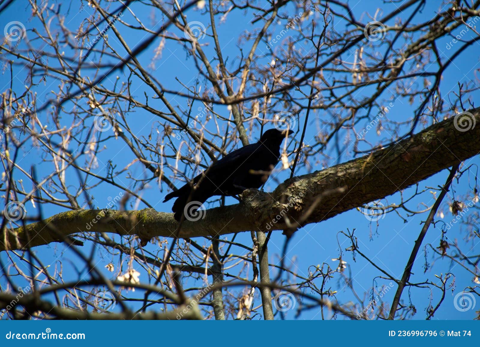 Crow on a tree stock photo. Image of black, wood, blue - 236996796