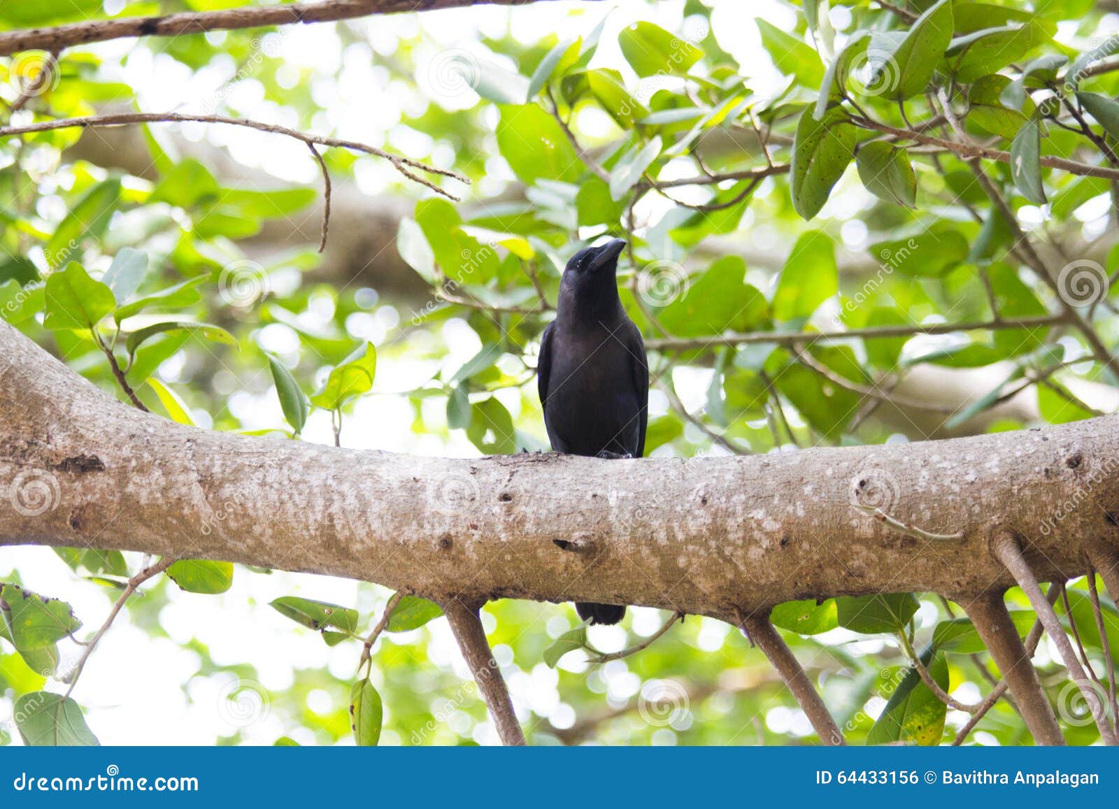 Crow on a tree stock photo. Image of blackbird, avian - 64433156