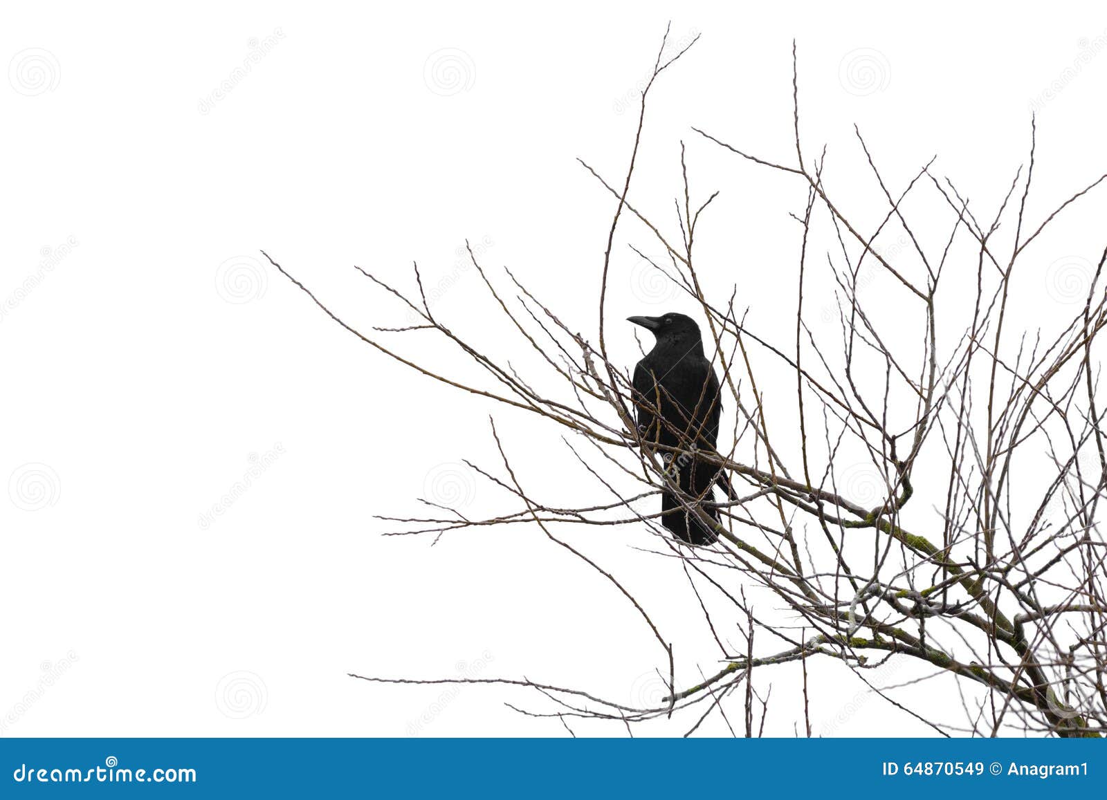 Crow on a Tree Isolated on White Stock Image - Image of spooky, fall ...