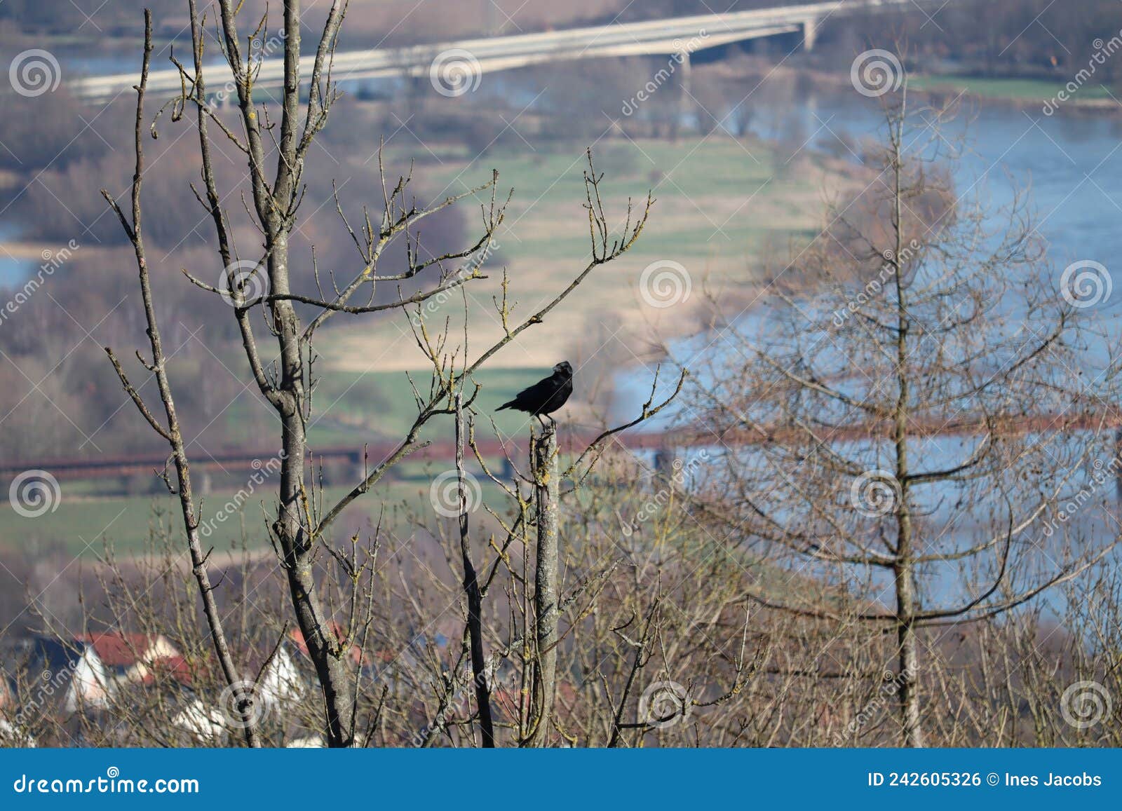 Crow on a tree stock photo. Image of plant, autumn, wildlife - 242605326