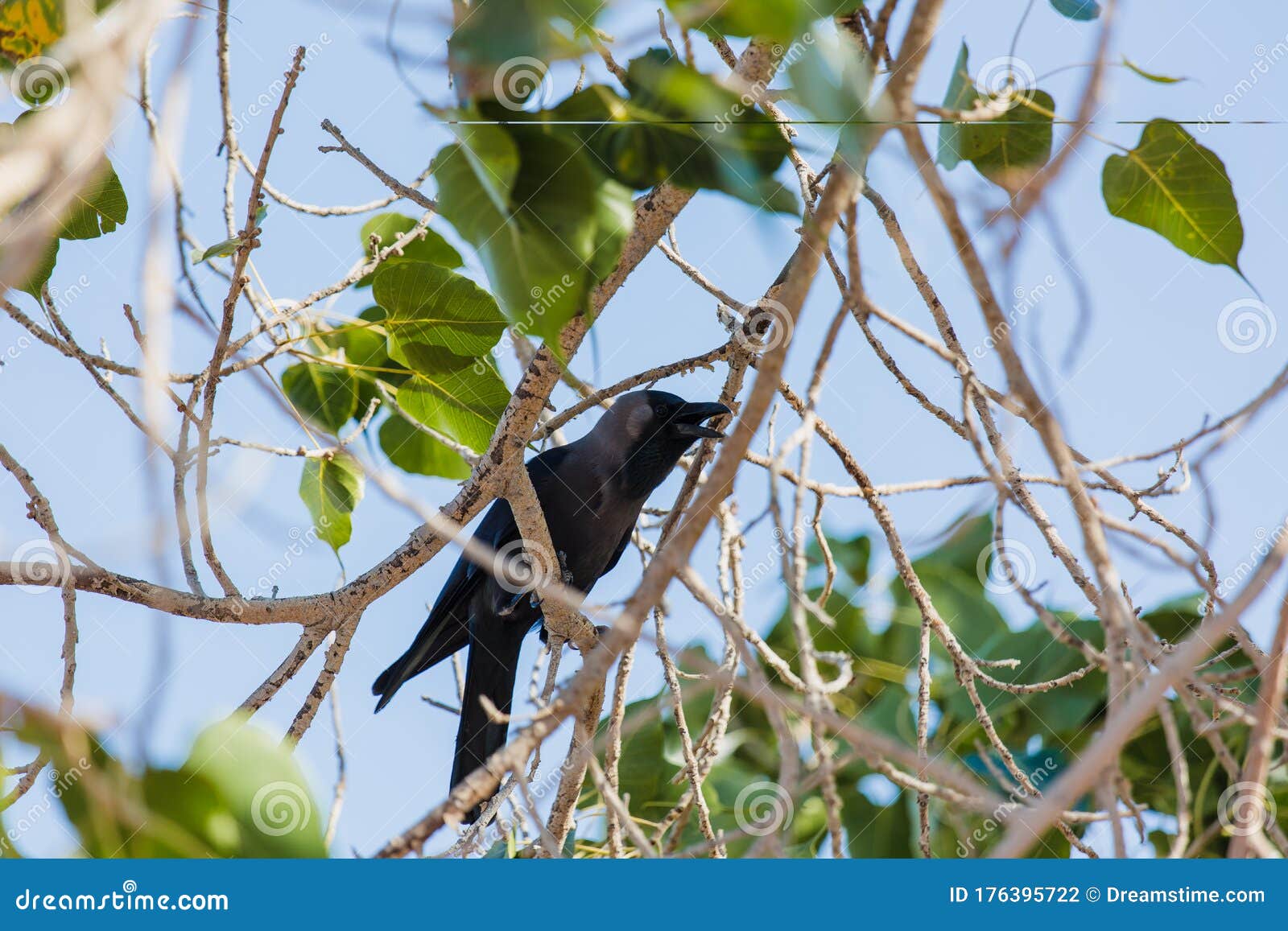 Crow on a Tree a Live Crow on a Branch Stock Photo - Image of feather ...