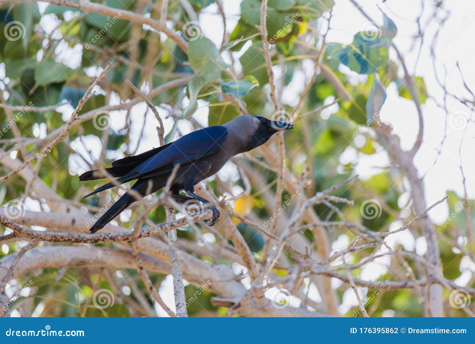 Crow on a Tree a Live Crow on a Branch Stock Photo - Image of closeup ...