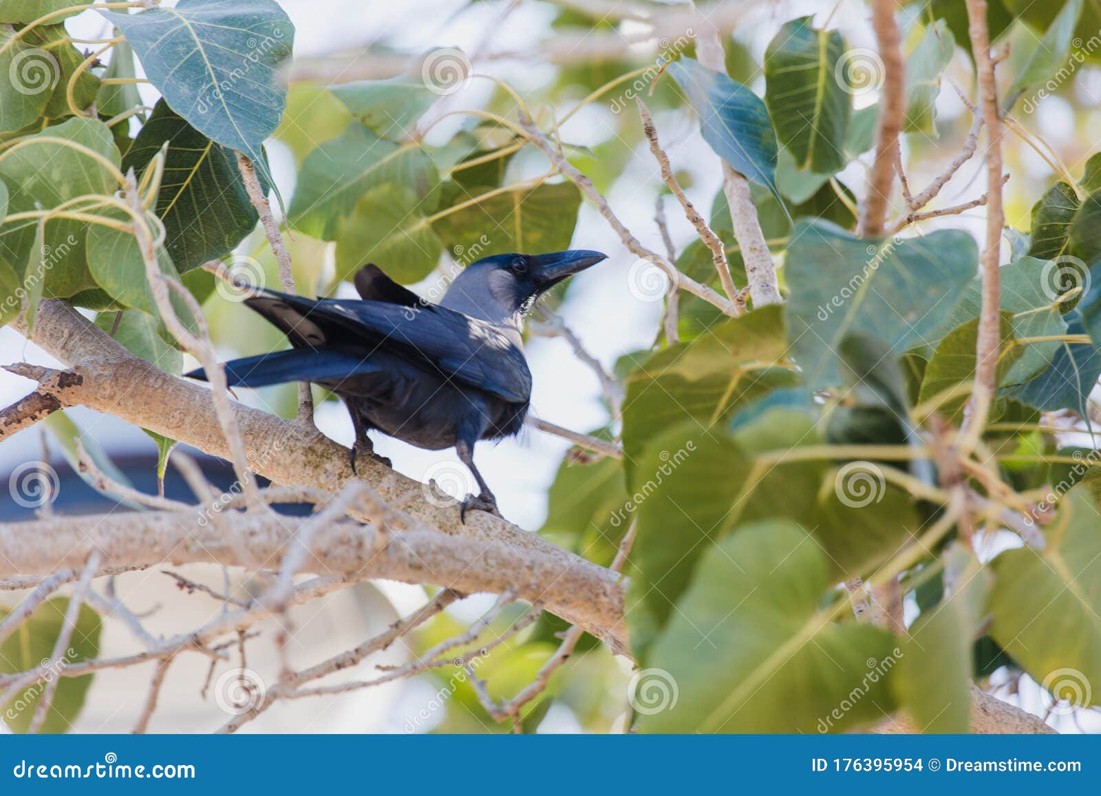Crow on a Tree a Live Crow on a Branch Stock Photo - Image of bird ...