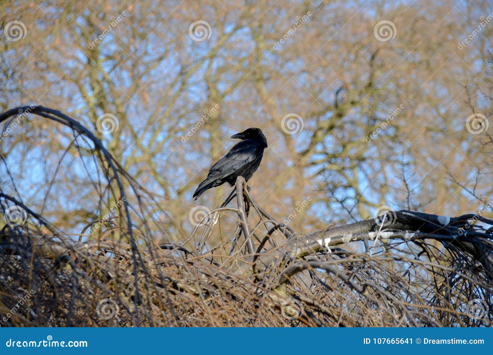 A crow in the tree stock image. Image of food, foodn - 107665641