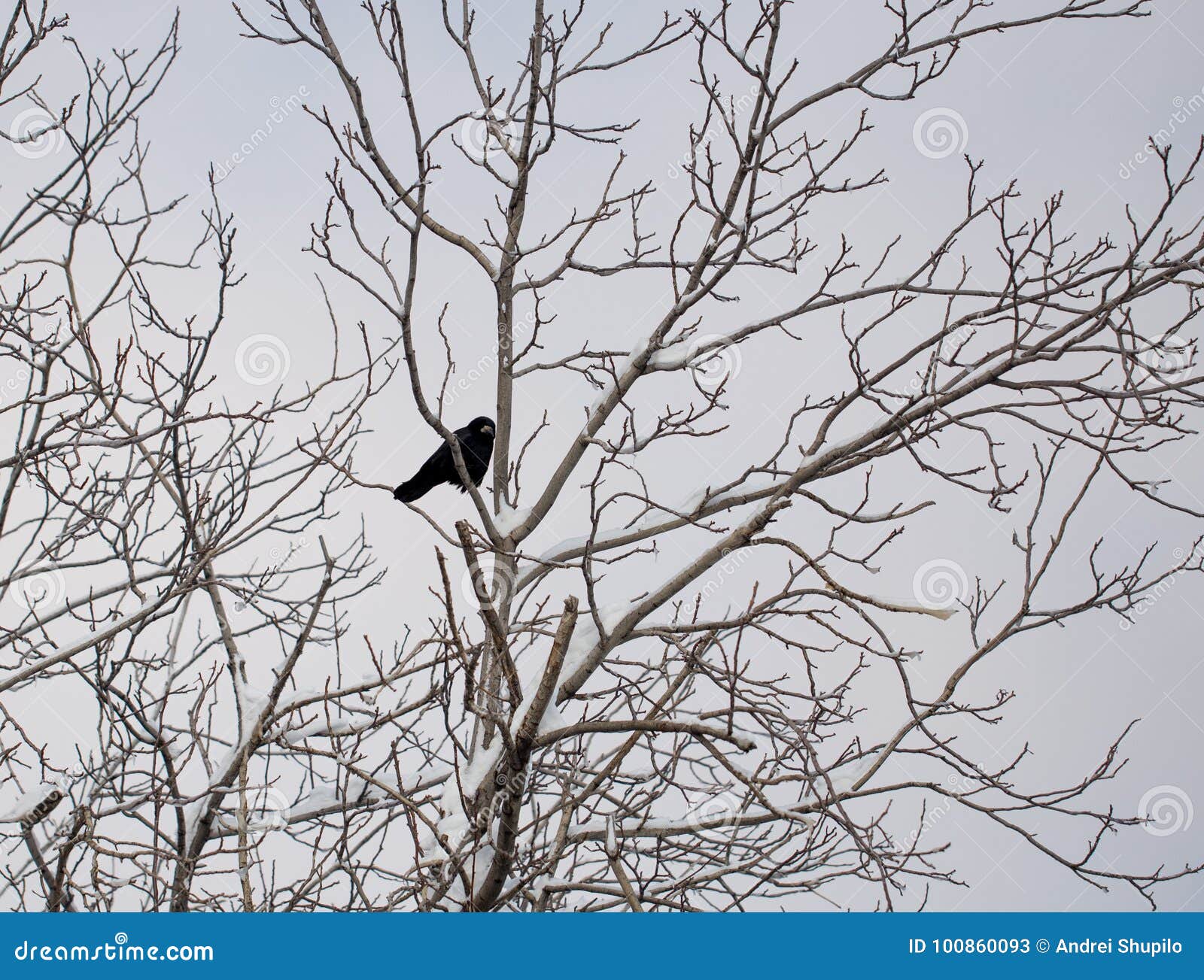Crow on a tree in winter stock image. Image of nature - 100860093