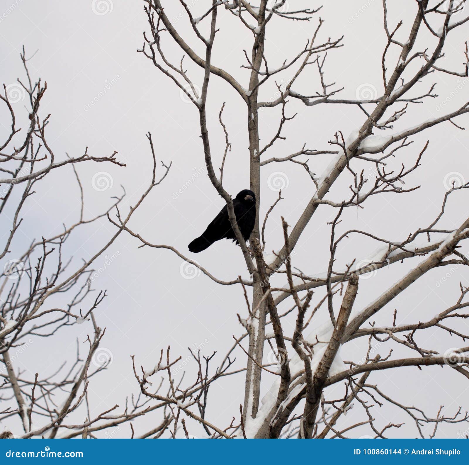 Crow on a tree in winter stock photo. Image of static - 100860144