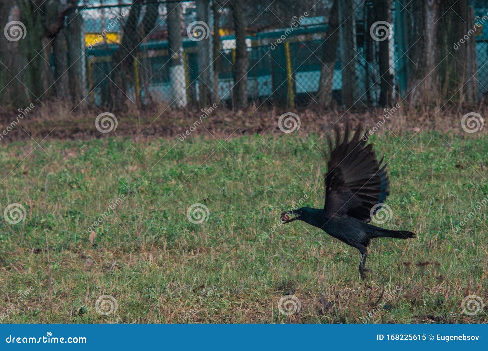 Crow Vliegt Met Een Moer in Zijn Bek Stock Afbeelding - Image of raaf ... Crow Vliegt Met Een Moer in Zijn Bek Stock Afbeelding - Image of raaf ...