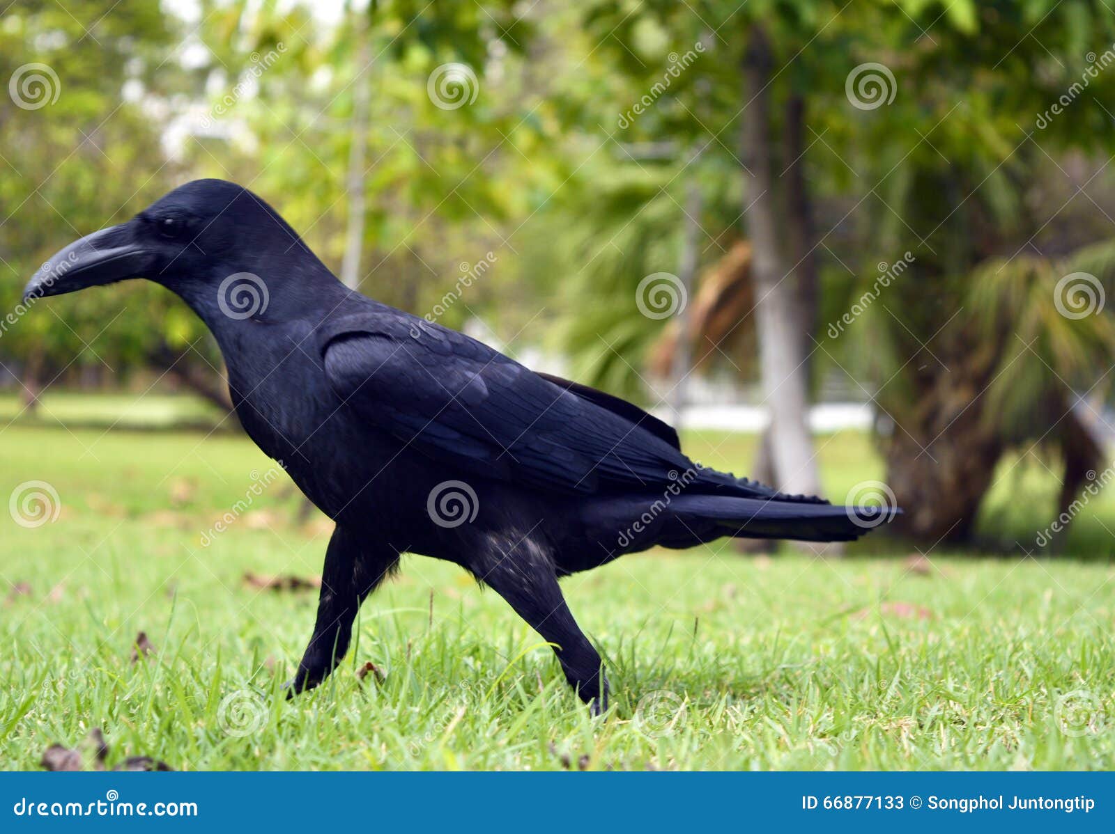 Crow walk . stock image. Image of perched, public, european - 66877133