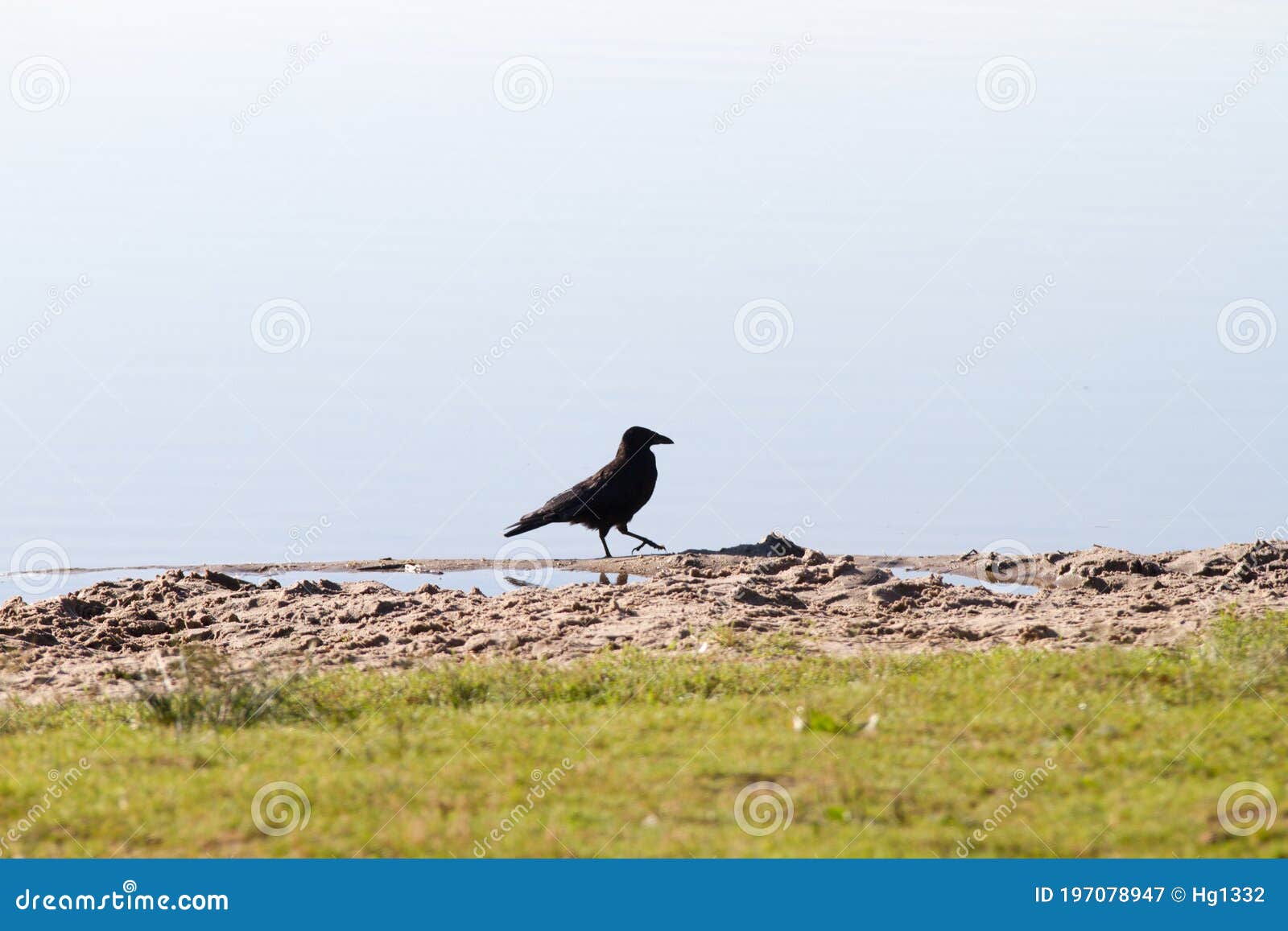 Crow Walking Through The Grass Stock Image | CartoonDealer.com #148007251