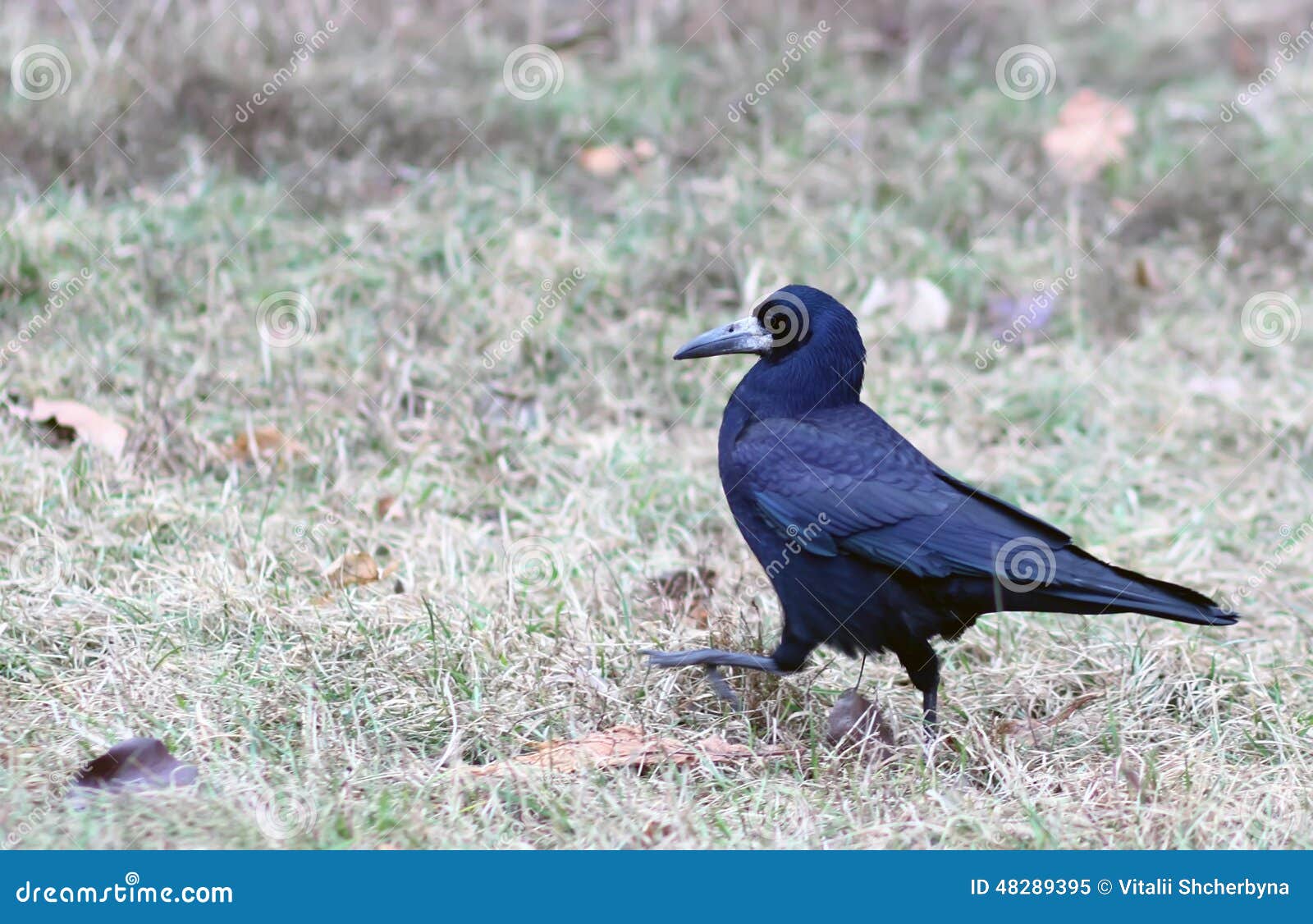 Crow walking in the grass. stock image. Image of jackdaw - 48289395