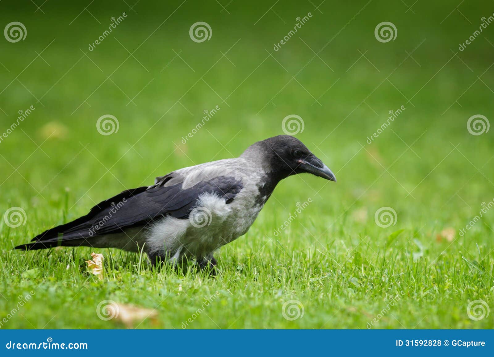 Crow walking on grass stock photo. Image of beautiful - 31592828