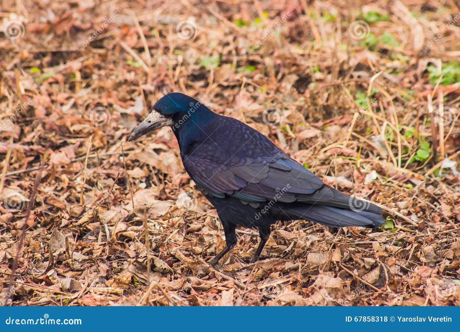 Crow walking on the street stock photo. Image of black - 67858318