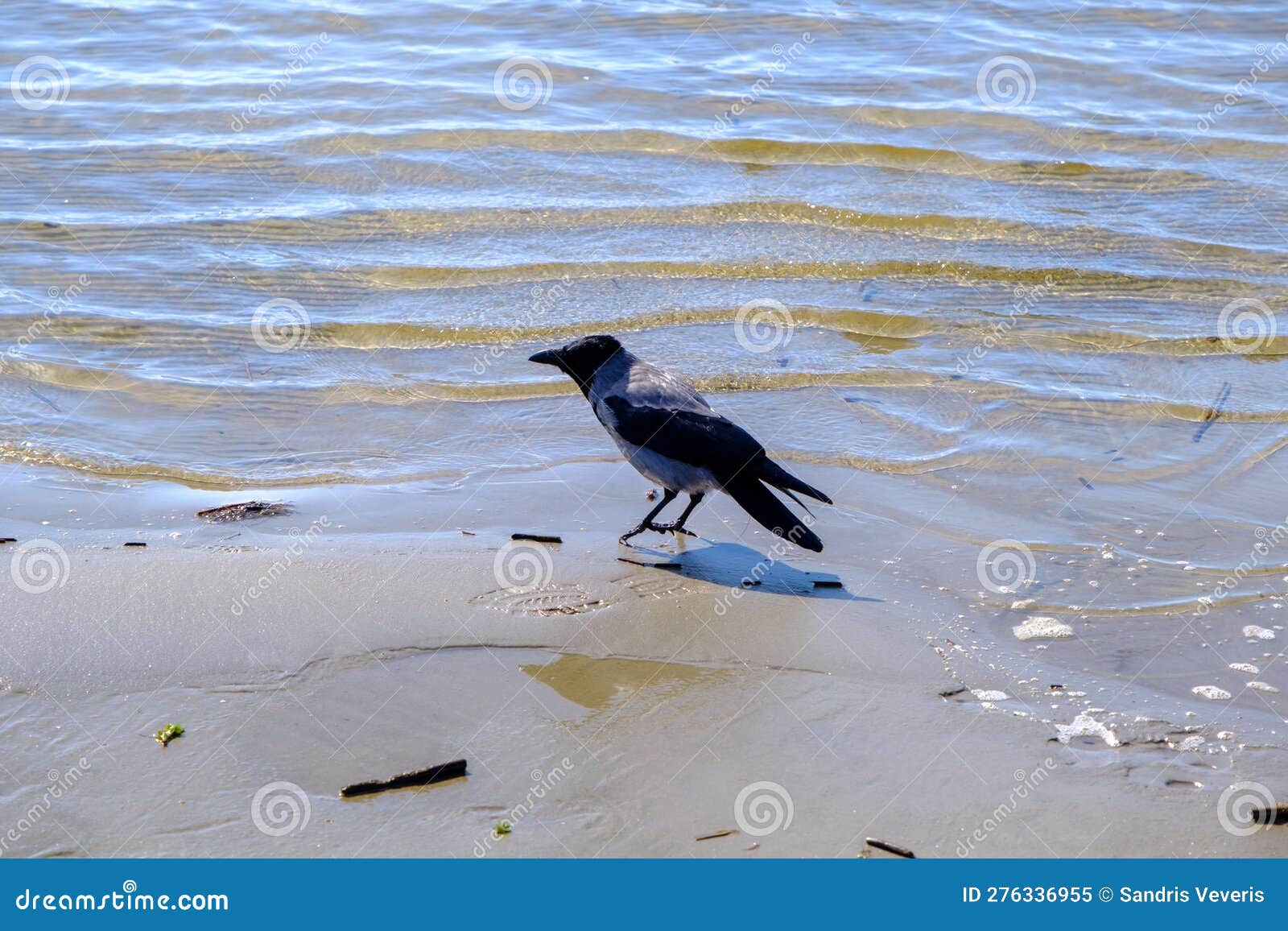 A Crow is Walking in the Water Along the Seashore Stock Image - Image ...