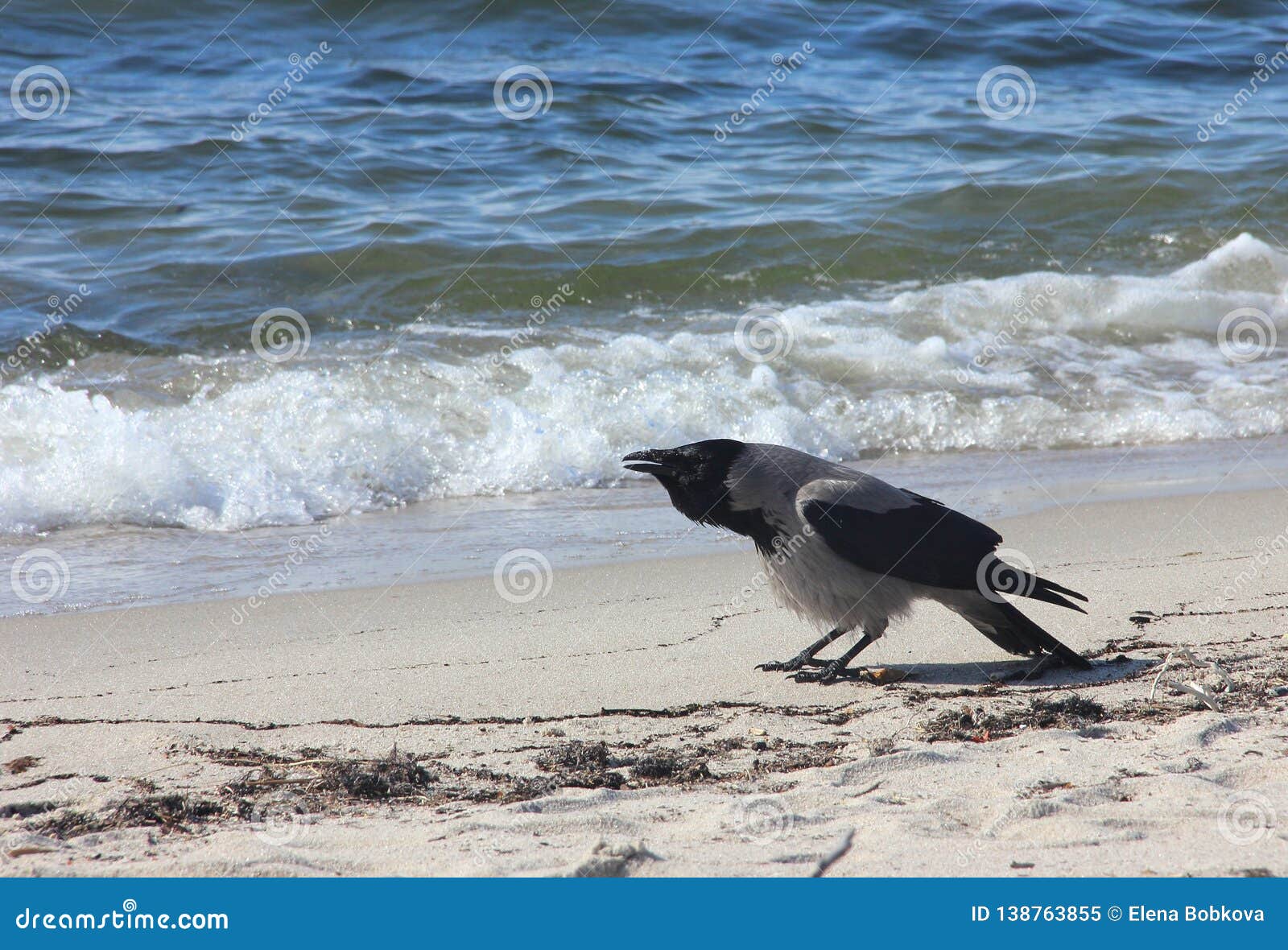 Crow Walks on the Sand on the Beach Near the Sea Stock Image - Image of ...
