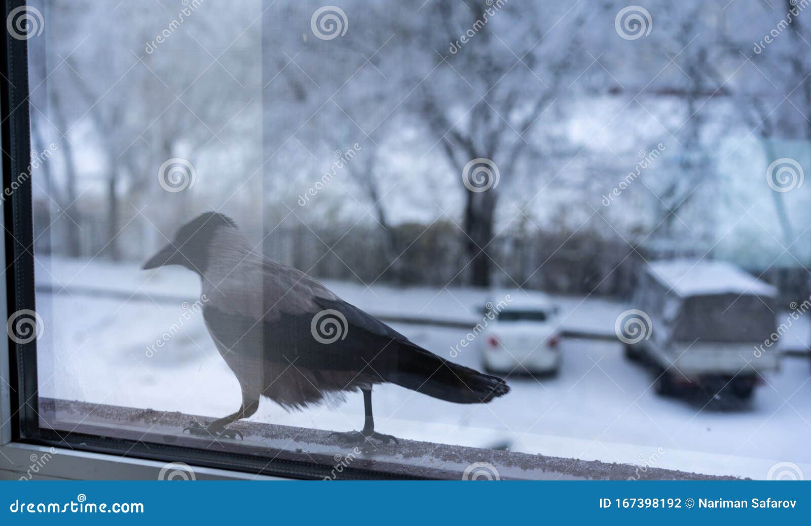 Crow Walks on the Windowsill Outside the Window Stock Photo - Image of ...
