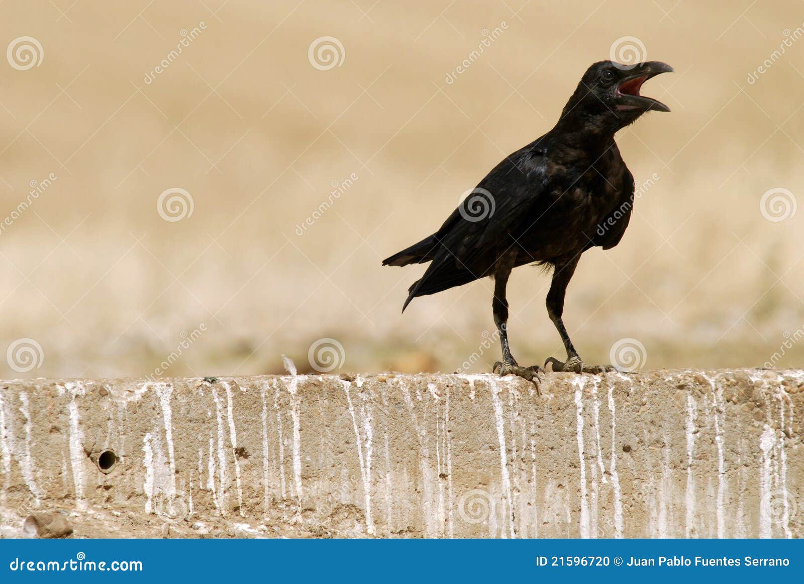 Crow on the wall stock photo. Image of crow, countryside - 21596720