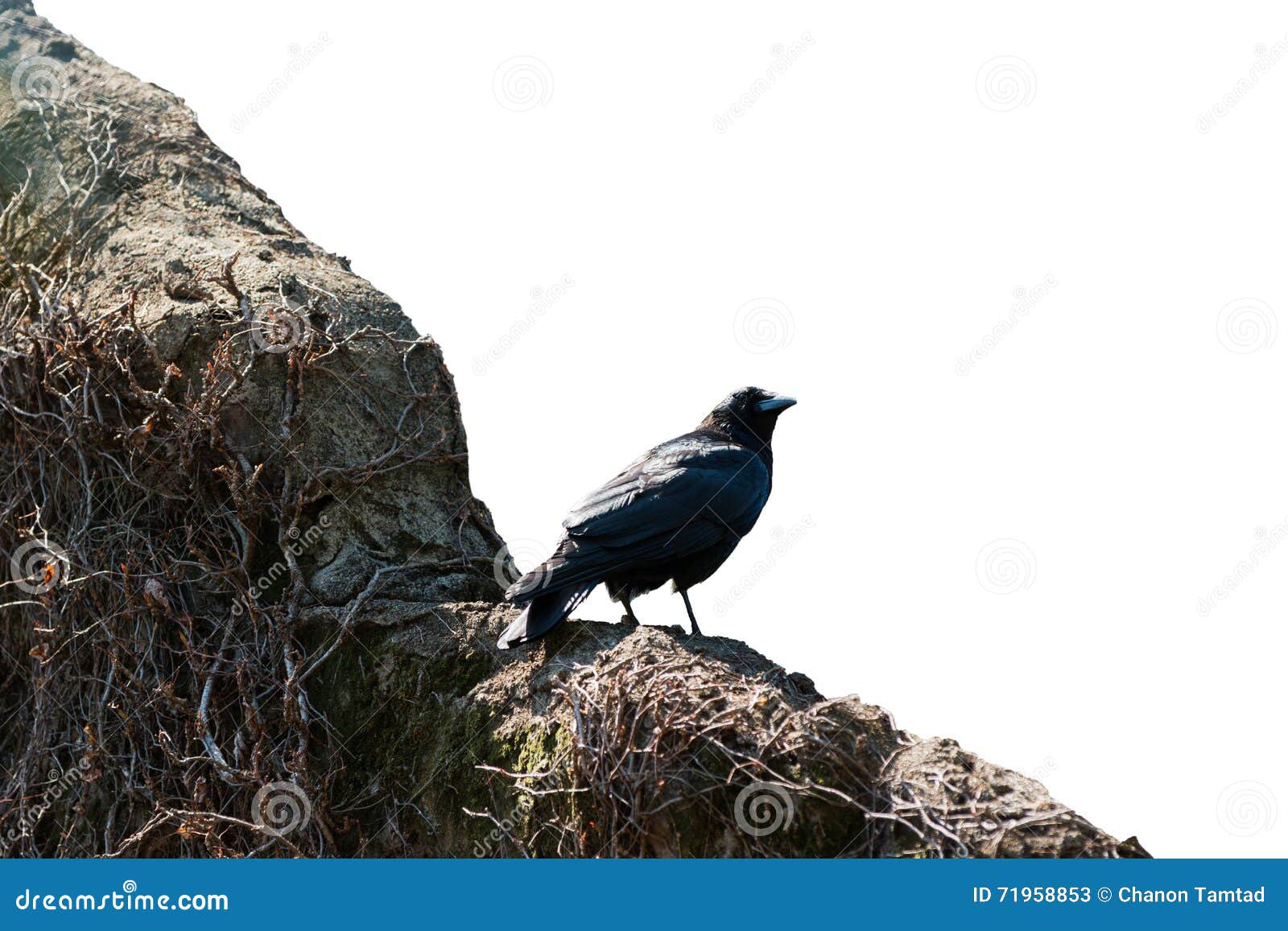 Crow on the Wall Isolated on White Background. Stock Image - Image of ...