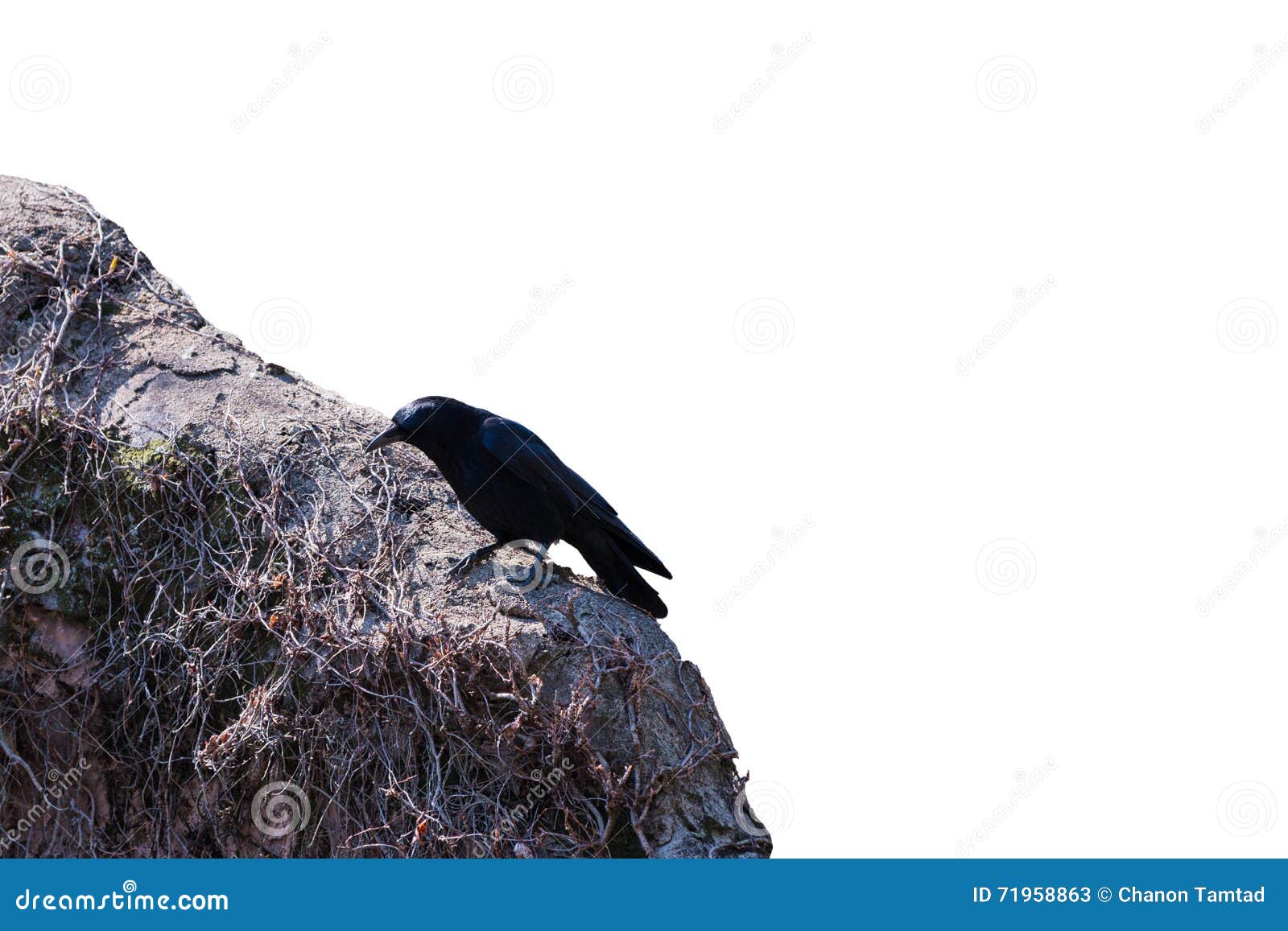 Crow on the Wall Isolated on White Background. Stock Image - Image of ...
