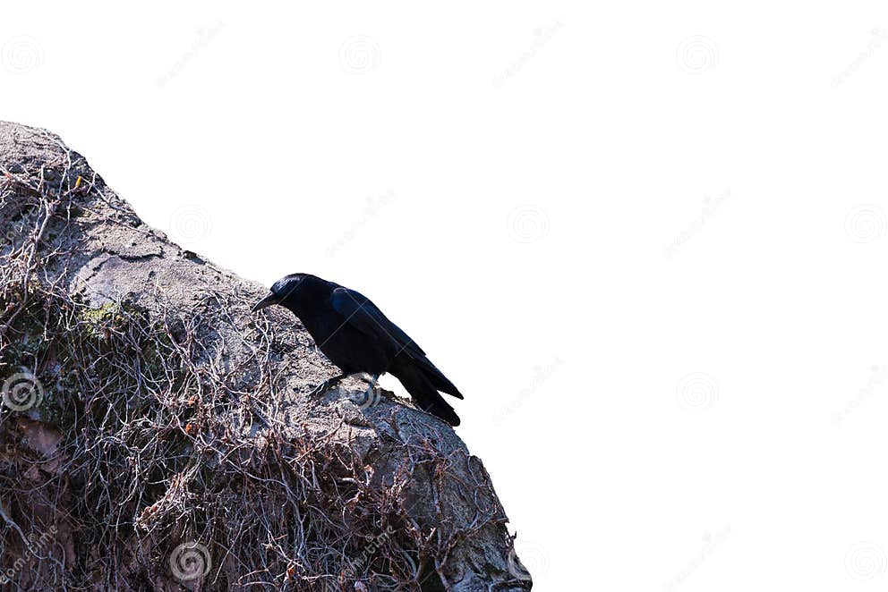 Crow on the Wall Isolated on White Background. Stock Image - Image of ...
