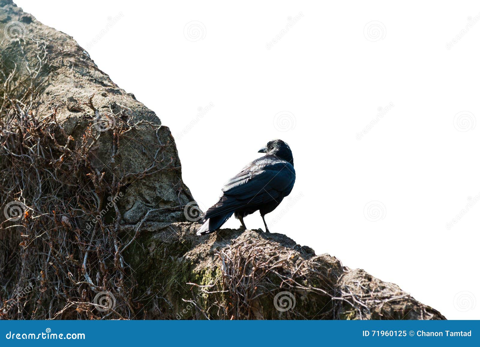 Crow on the Wall Isolated on White Background. Stock Image - Image of ...