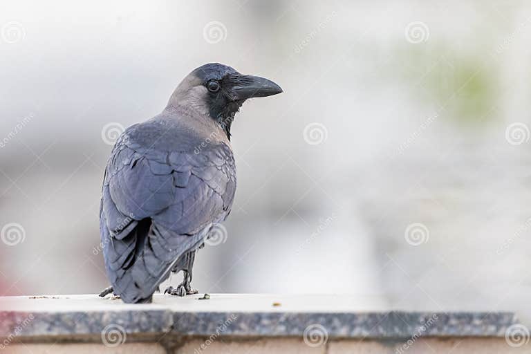 A Crow on a wall stock image. Image of tourism, single - 278703597