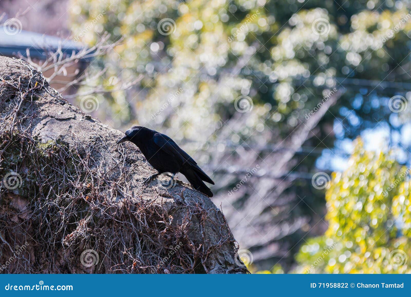 Crow on the Wall in Nature Background. Stock Photo - Image of black ...