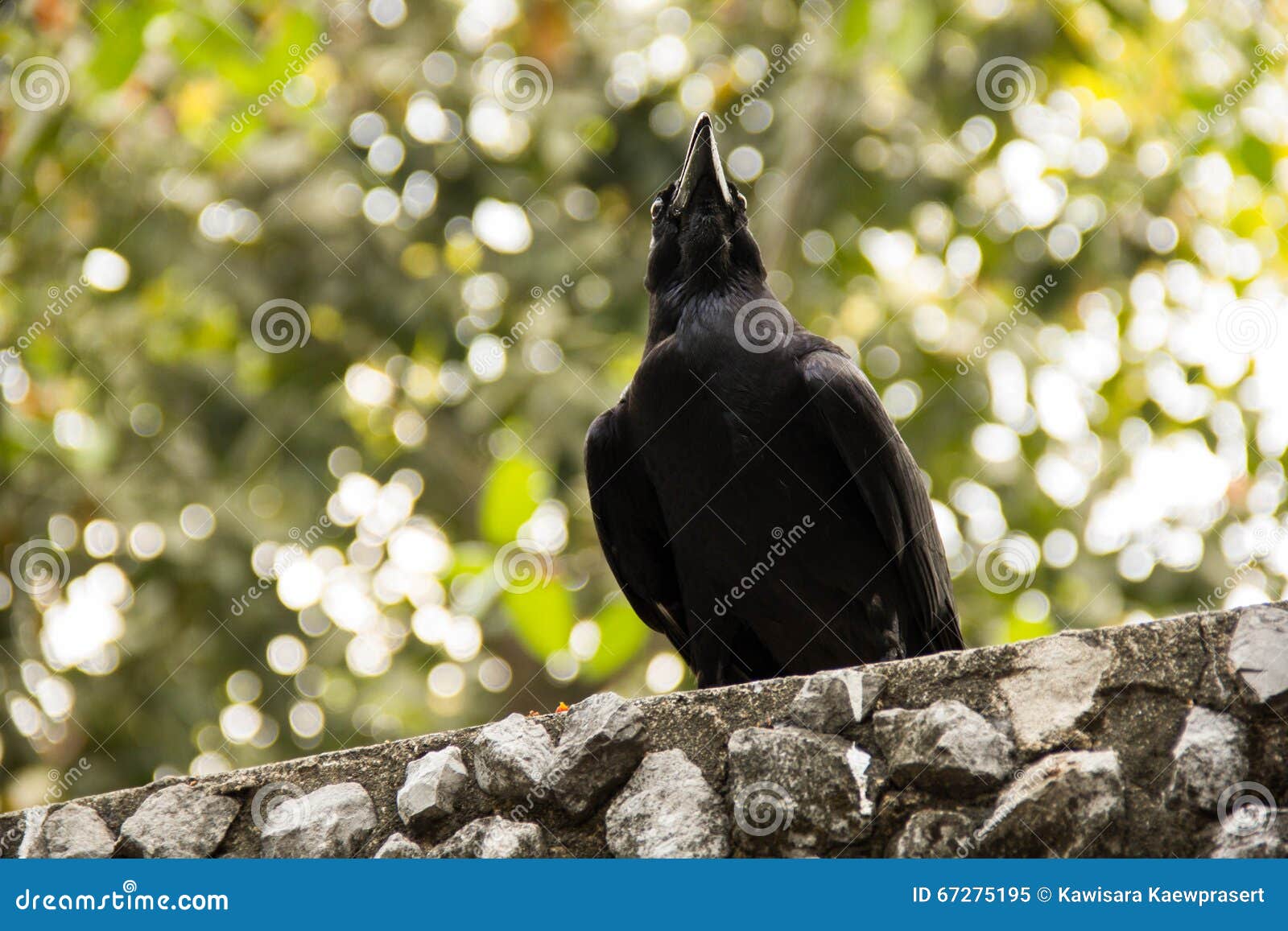 Crow on the wall stock image. Image of eyes, crow, wing - 67275195