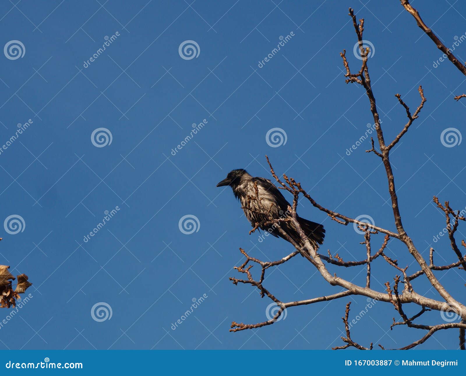 A crow on a walnut branch stock image. Image of walnut - 167003887