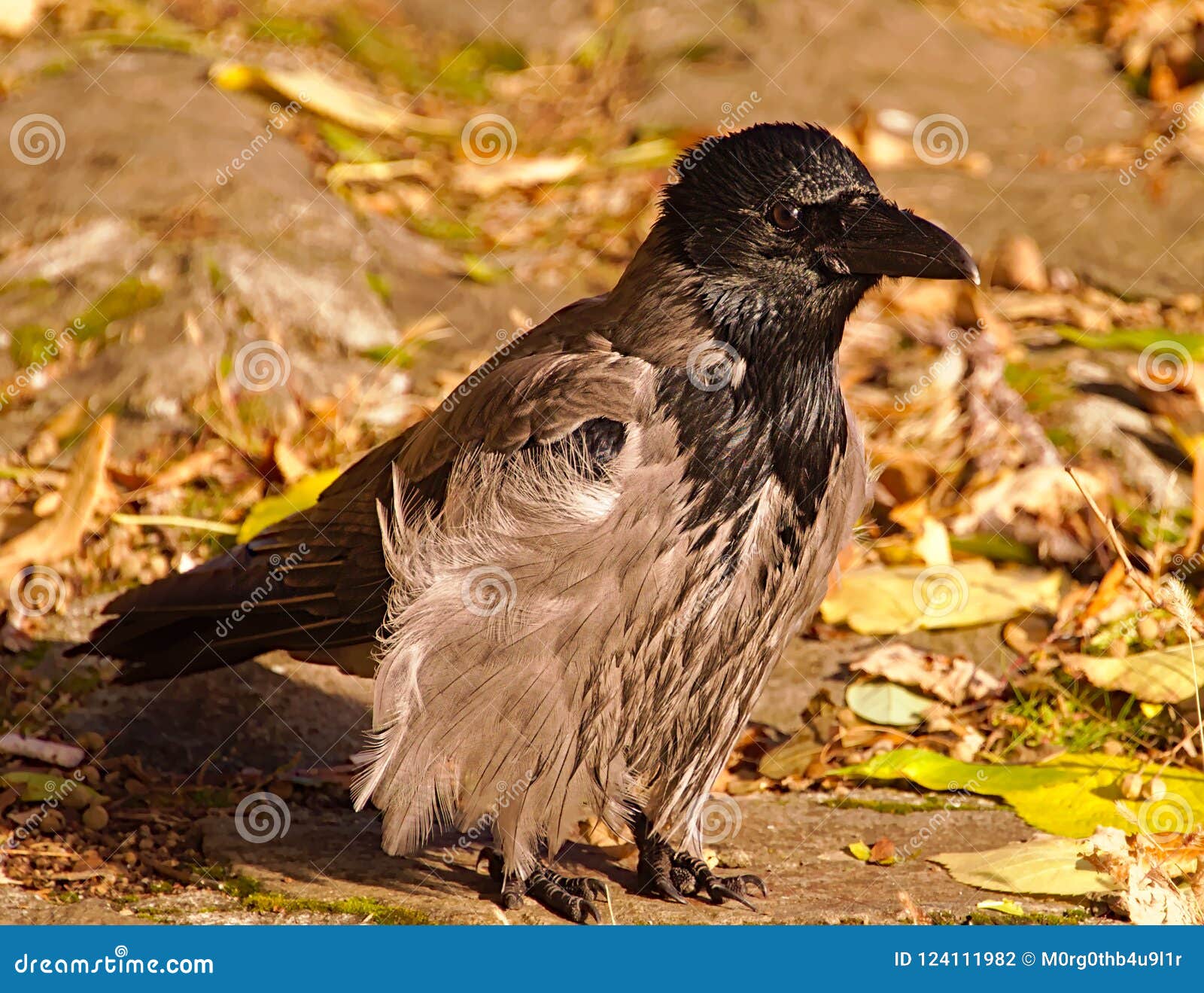 Crow in Warm Light with Ruffled Feathers Stock Photo - Image of crow ...