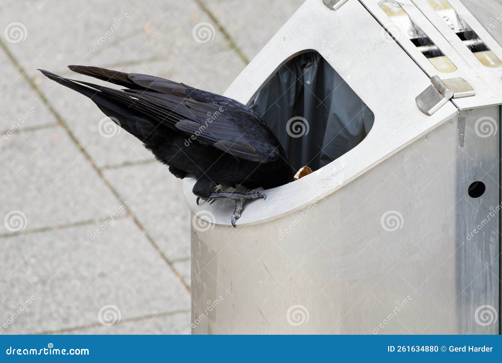 Crow on Waste Garbage Looking for Food Stock Photo - Image of looking ...