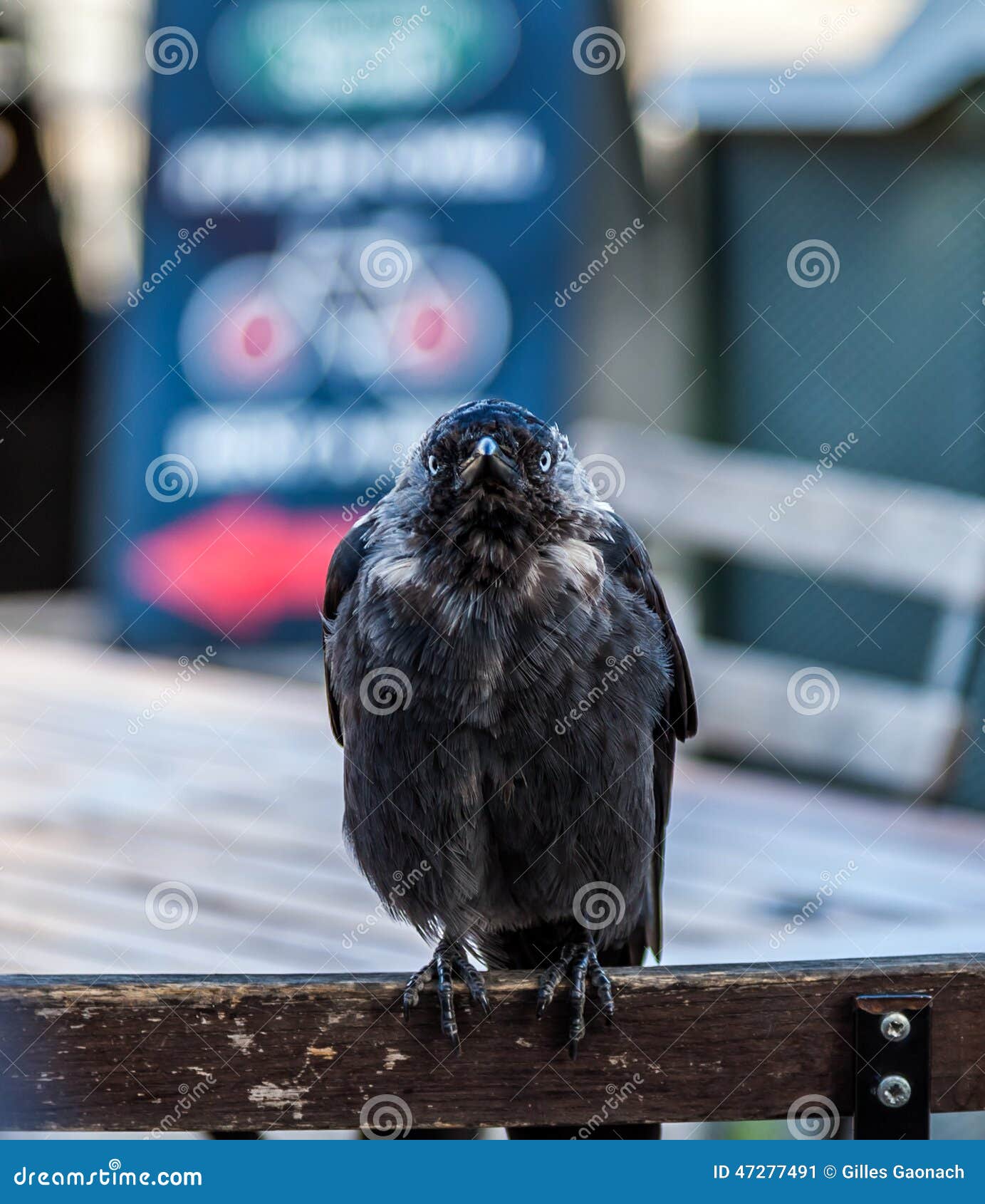 Crow watching stock image. Image of dark, raven, eyes - 47277491
