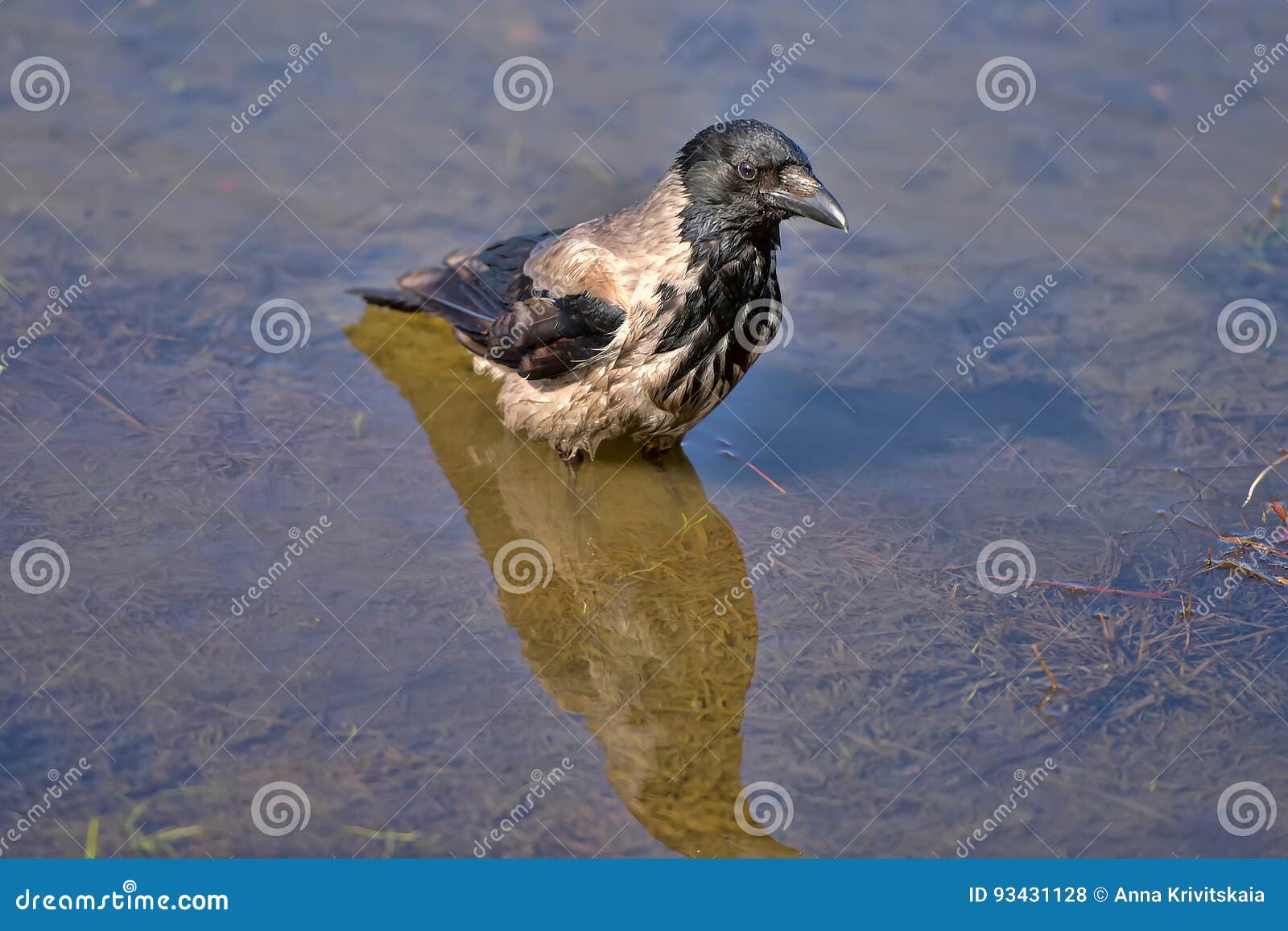 Crow in the water stock photo. Image of beach, fauna - 93431128