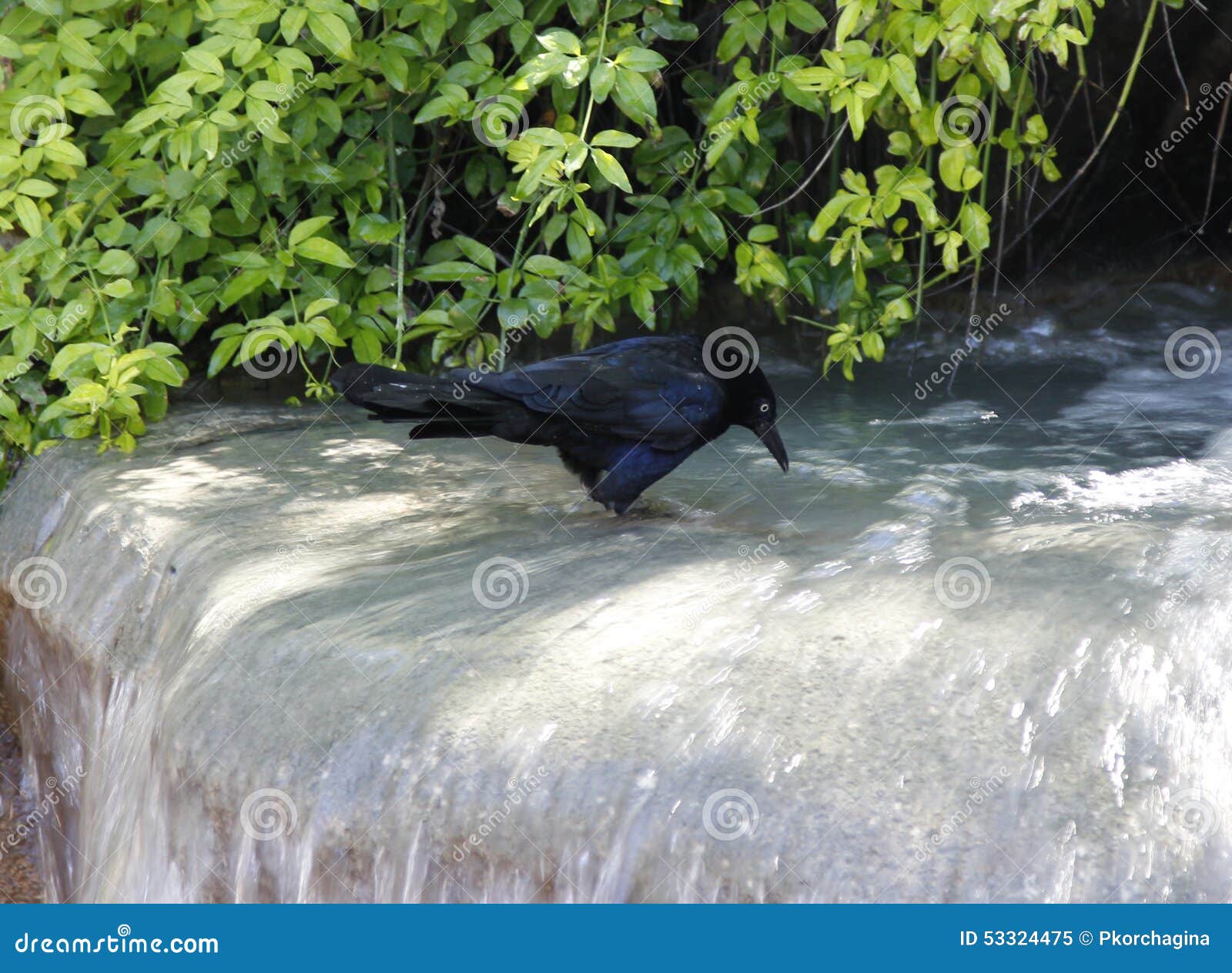 A crow in water stock image. Image of bird, look, hunt - 53324475