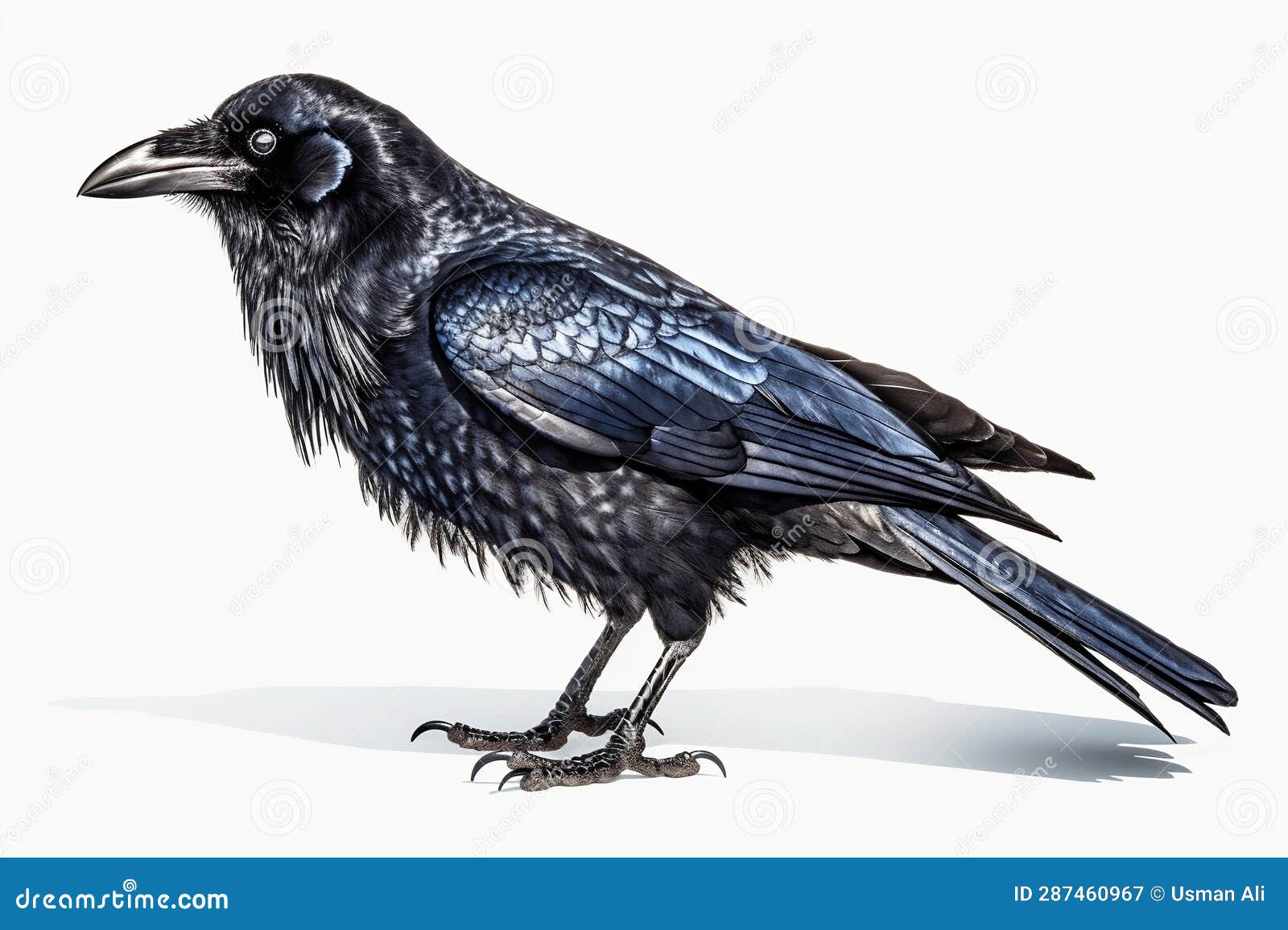 Crow on White Background. Ai Stock Illustration - Illustration of ...