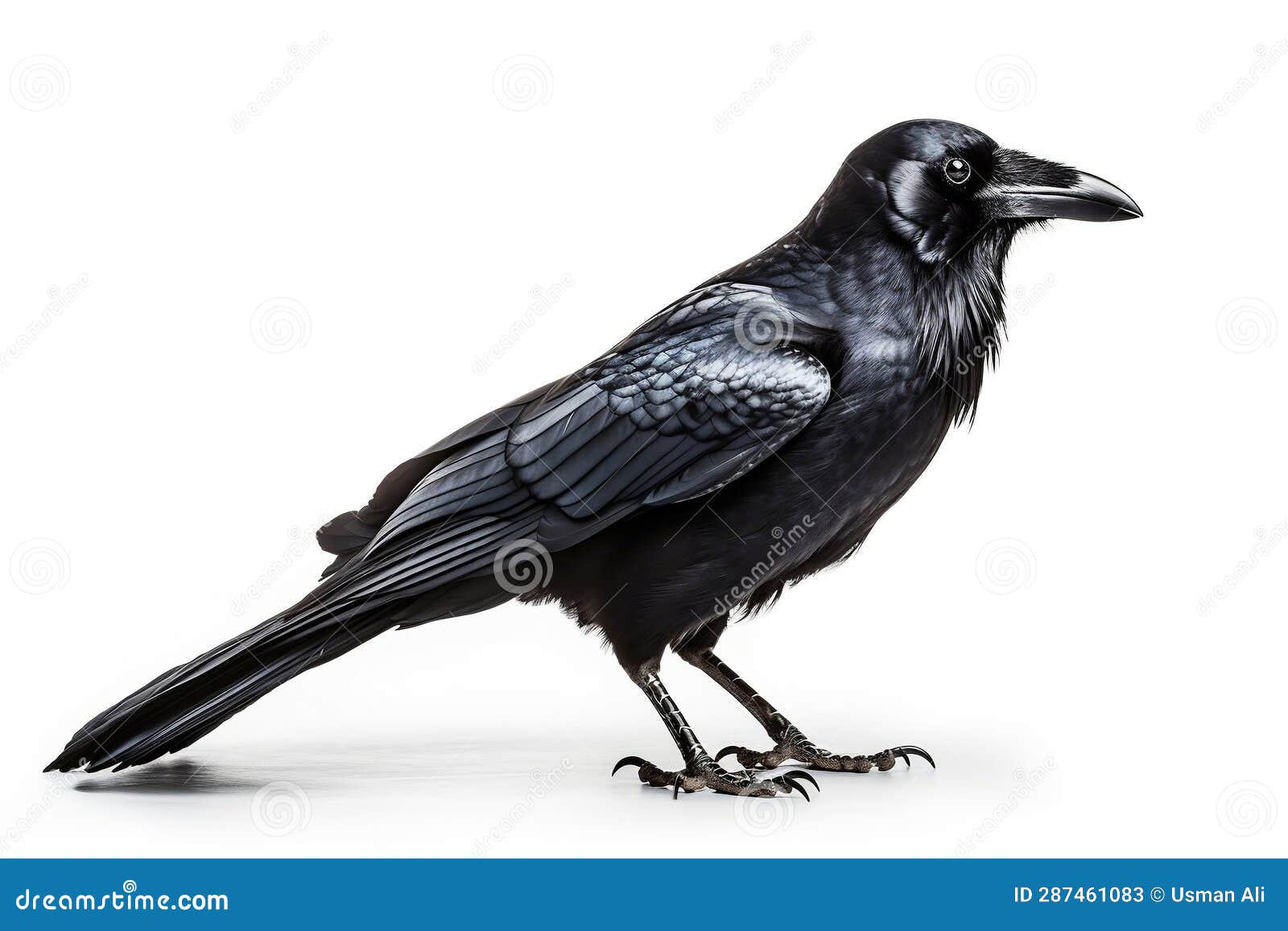 Crow on White Background. Ai Stock Illustration - Illustration of ...