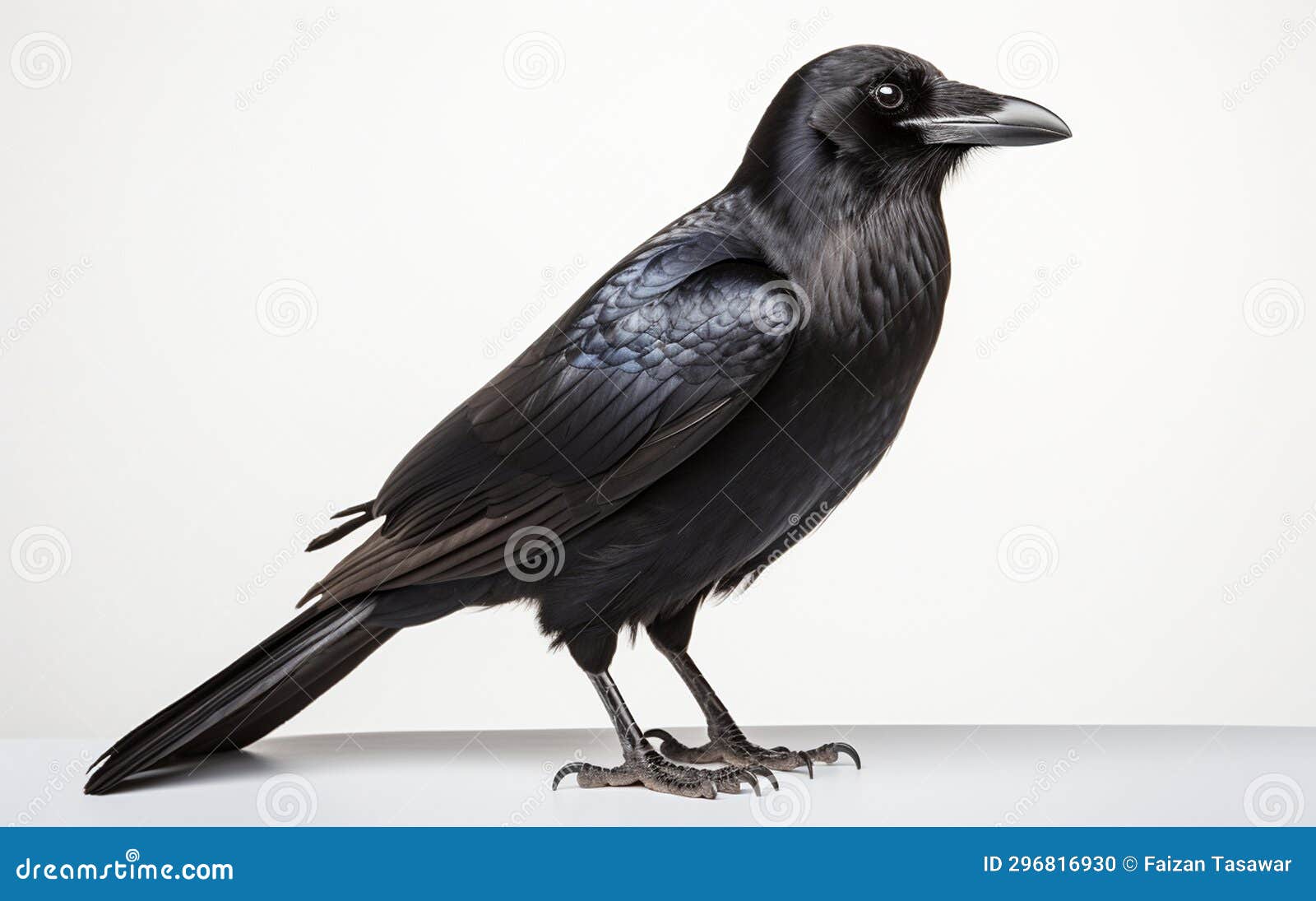 A Crow on White Background -Generative Ai Stock Illustration ...