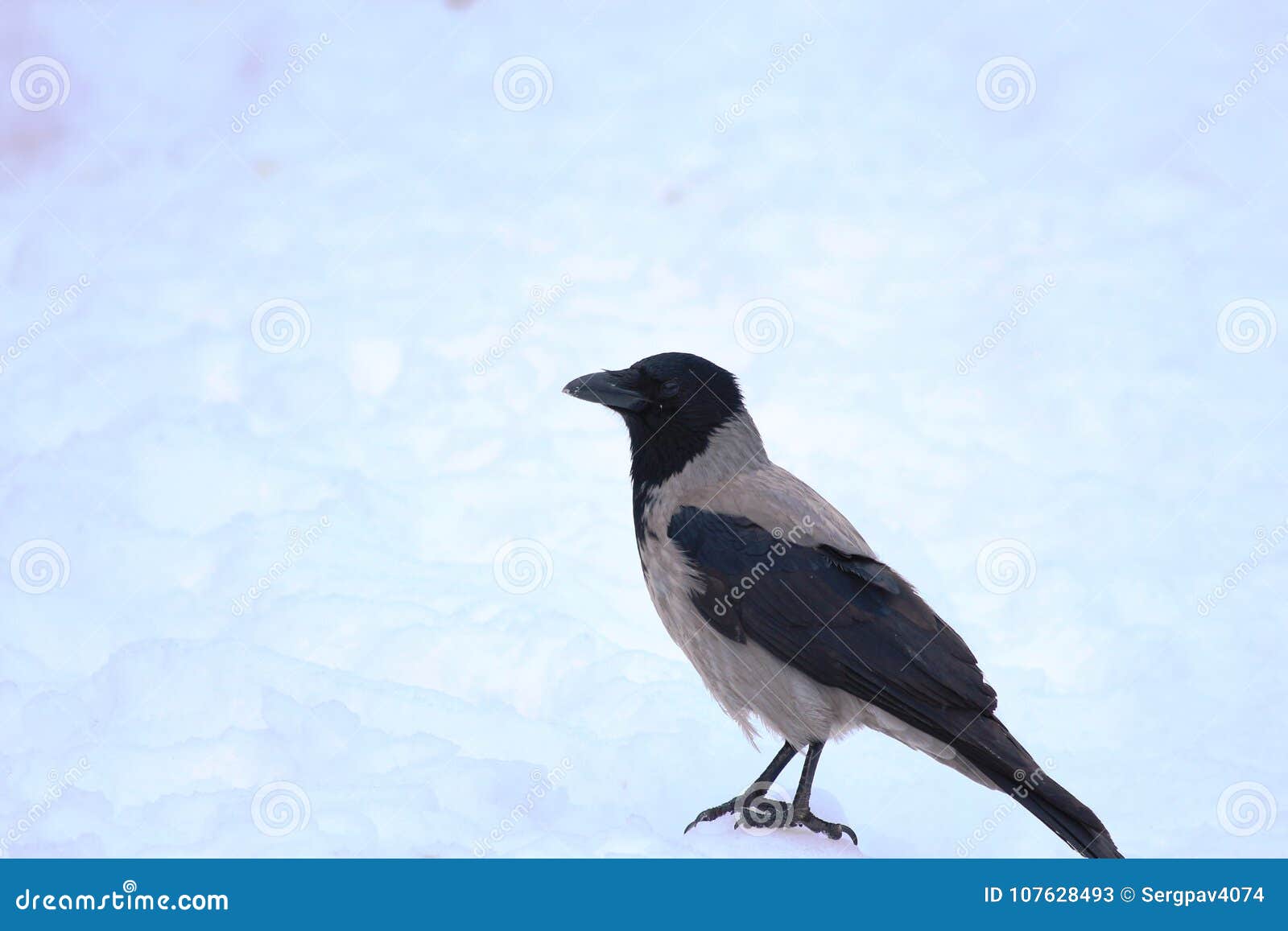 Crow on white snow stock image. Image of bird, eyes - 107628493