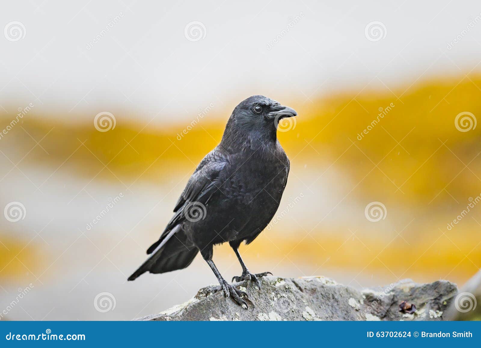 Crow stock photo. Image of birding, scavenger, avian - 63702624