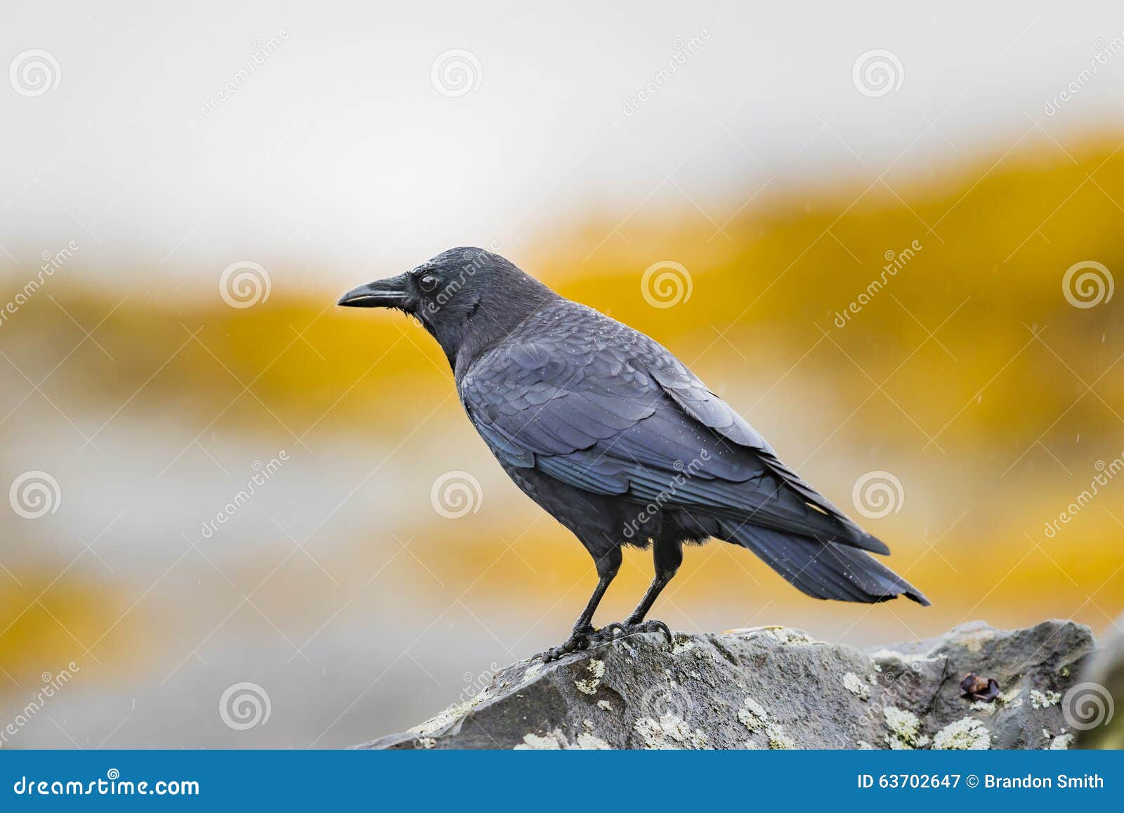 23,111 Wild Crow Stock Photos - Free & Royalty-Free Stock Photos from ...