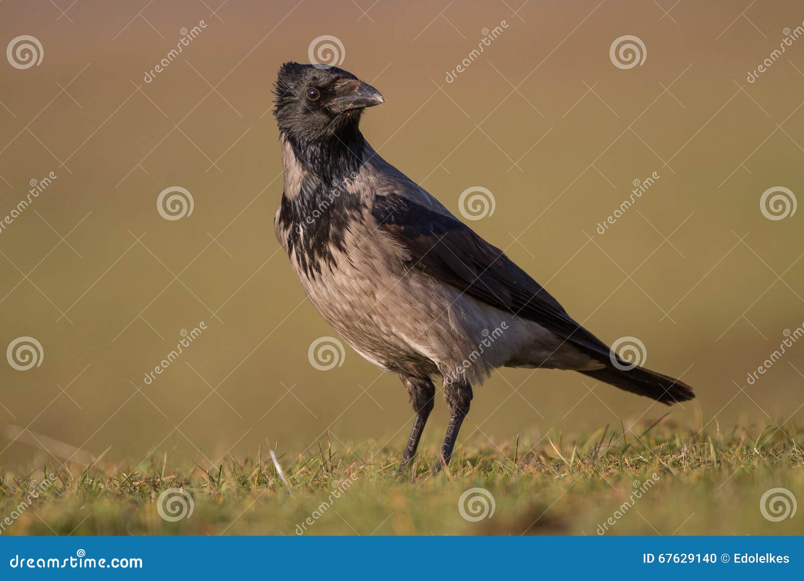 Crow stock photo. Image of raven, grass, nature, wildlife - 67629140