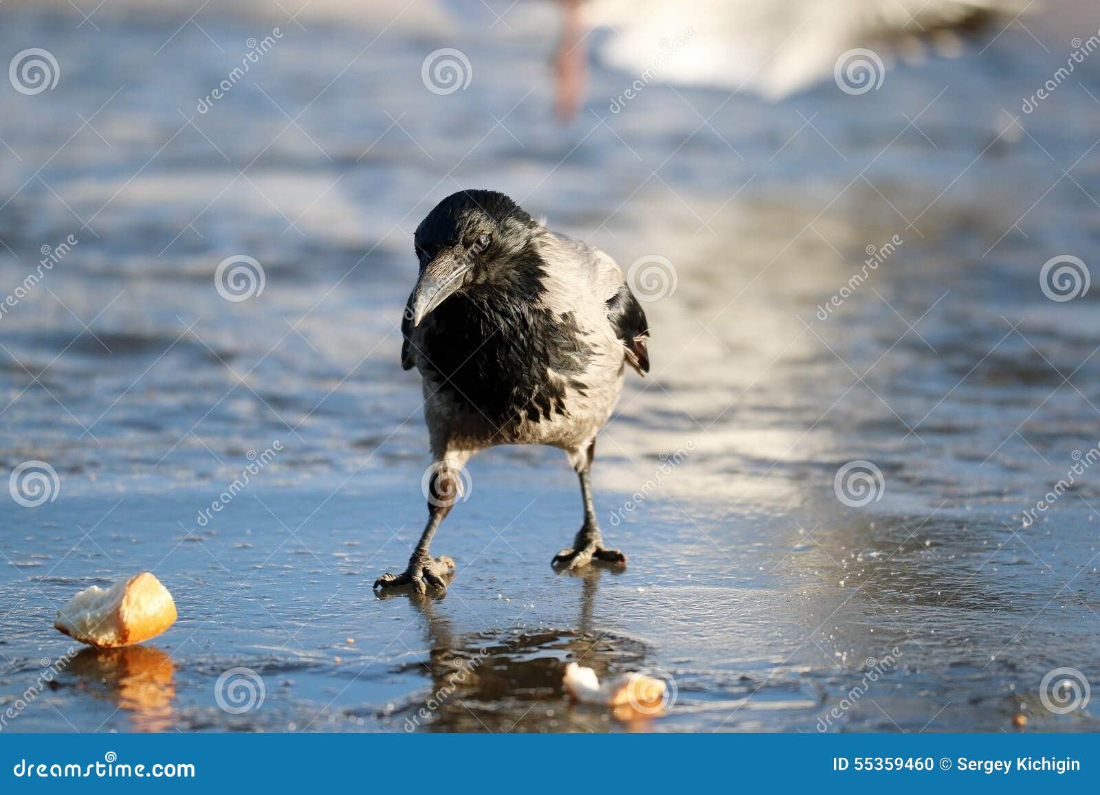 Crow at winter ice stock photo. Image of freeze, beauty - 55359460