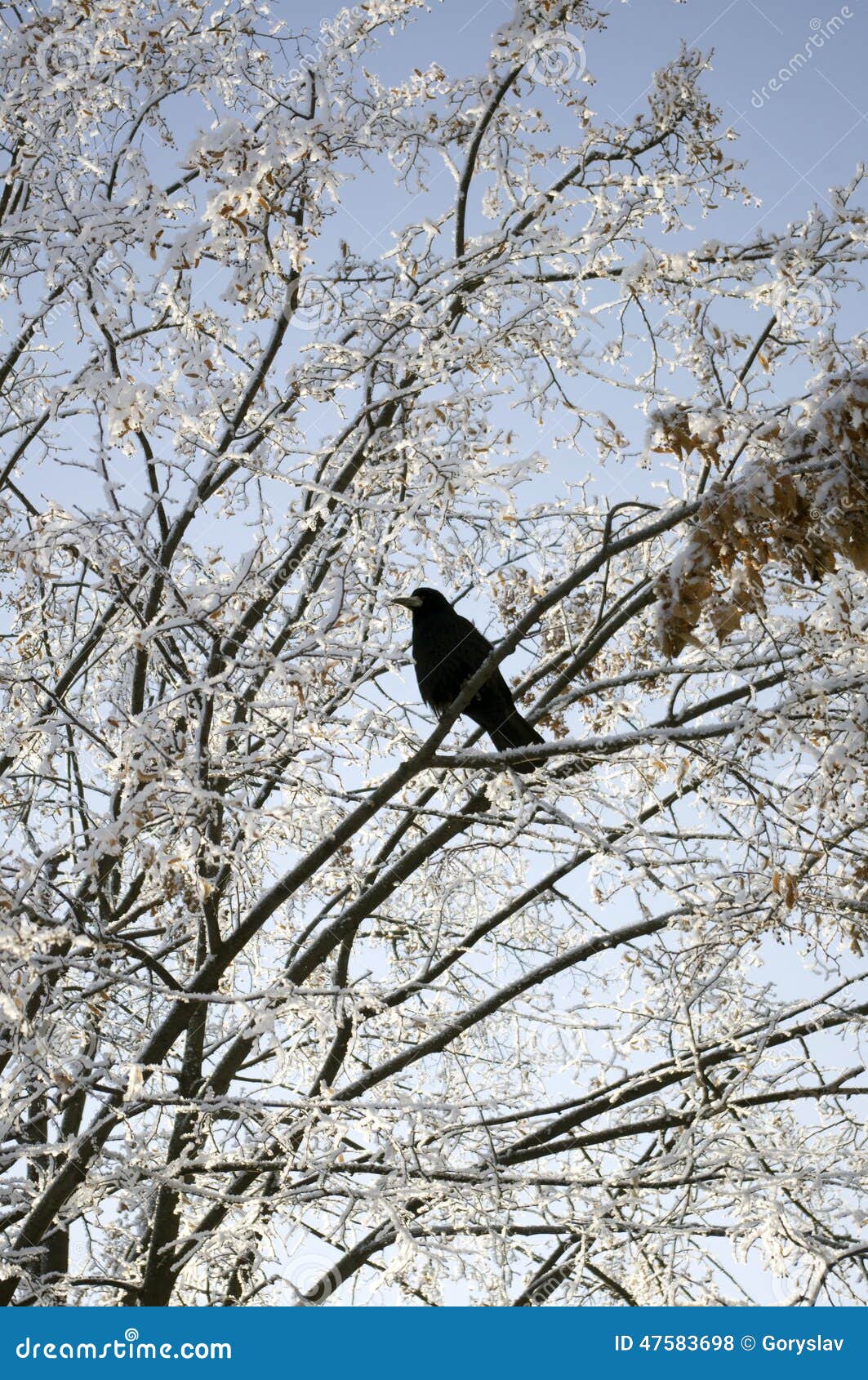 Crow on a winter tree stock photo. Image of bill, avian - 47583698