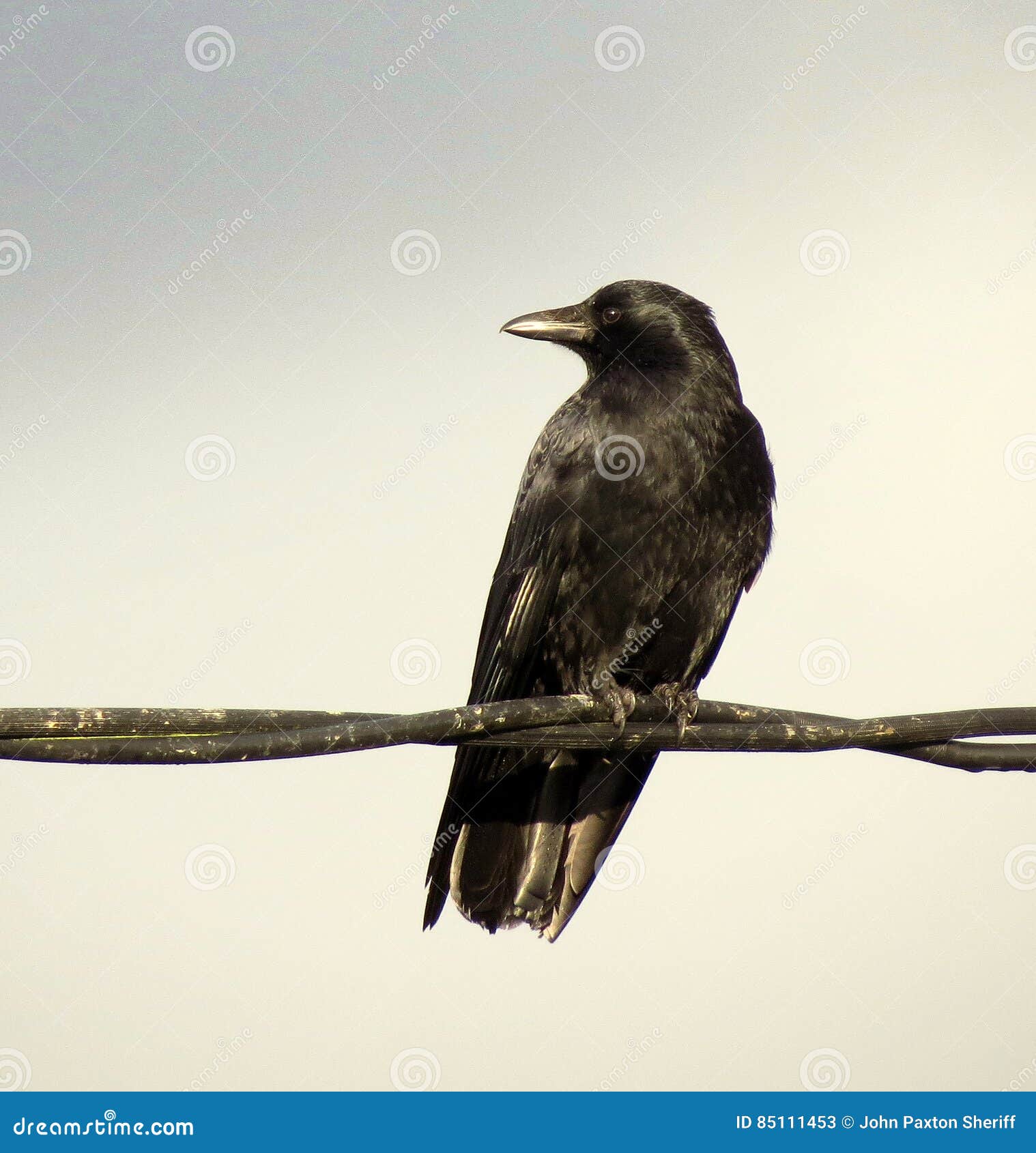 Crow on wire stock image. Image of corvus, crow, bird - 85111453
