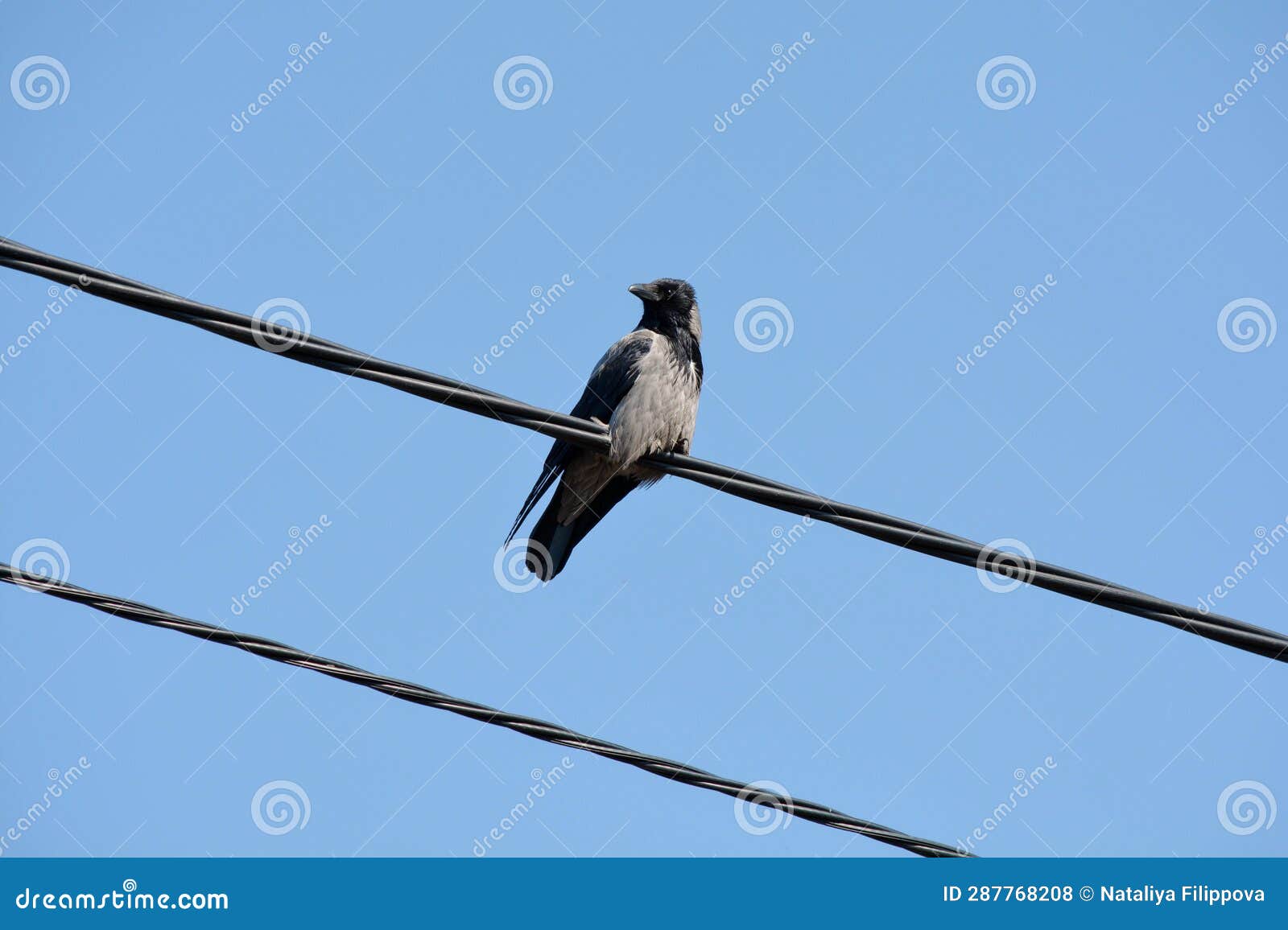 Crow on a wire stock photo. Image of wildlife, hooded - 287768208