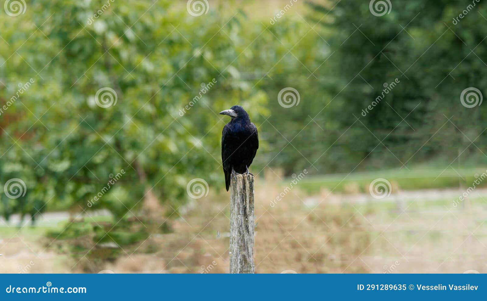 Crow on Wooden Pole Observing the Environment Stock Image - Image of ...